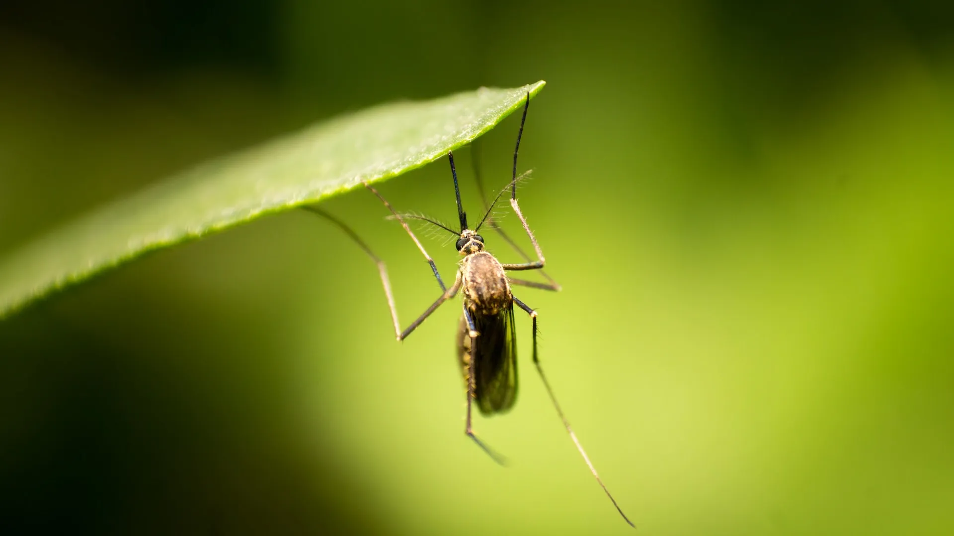 Malariaprophylaxe | MAS News