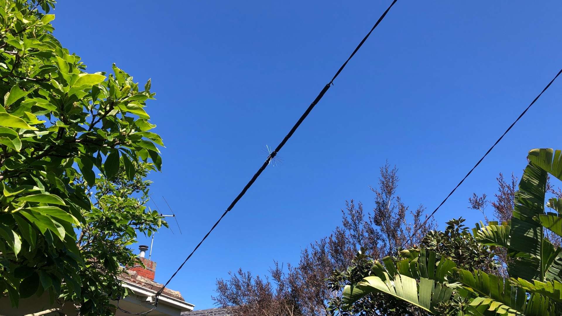 How to Stop Possums From Chewing Your Cables!