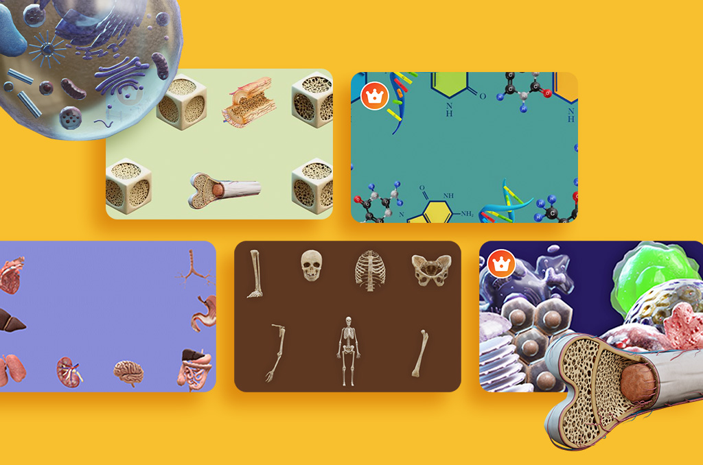 5 Alat Peraga 3D Assemblr EDU Pilihan, Cocok untuk Pelajaran Biologi!