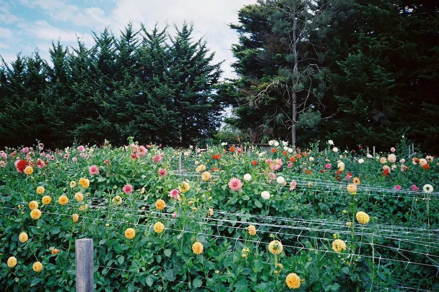 Cherry Road Flower Farm | The Ninch – Your Mornington Peninsula Guide