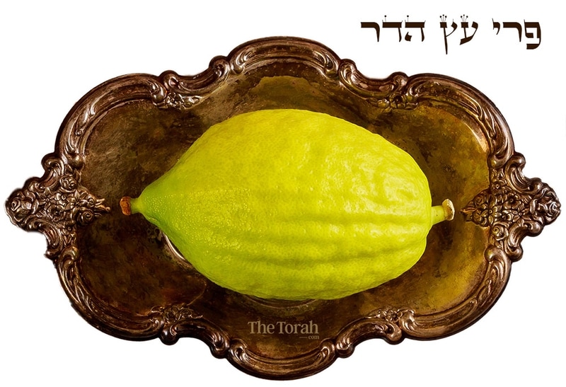 The Etrog: Celebrating Sukkot With a Persian Apple - TheTorah.com