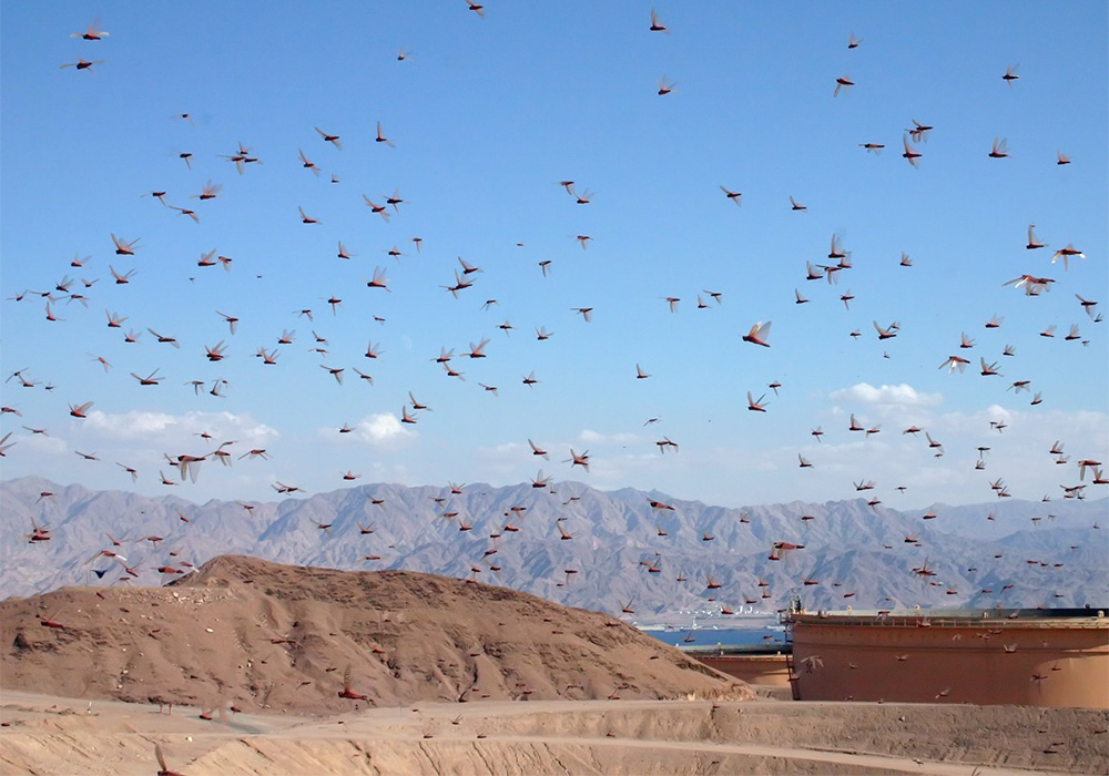 Locusts: YHWH’s Army - TheTorah.com
