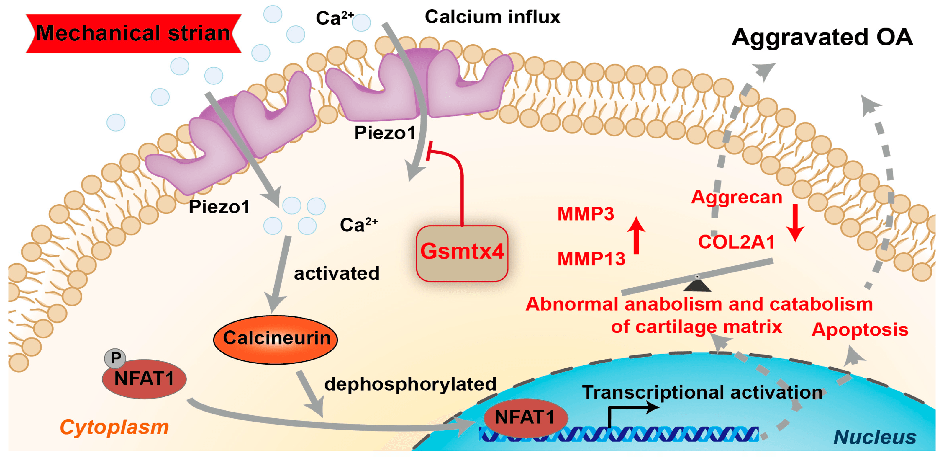 Cell Stretching Bioreactors | Flexcell International