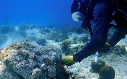 Coastal News Today | Caribbean - Dying coral reefs demand Caribbean ...