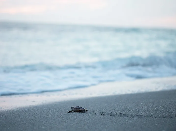 Coastal News Today | FL - Mote Reports Record-Breaking 2023 Sea Turtle ...