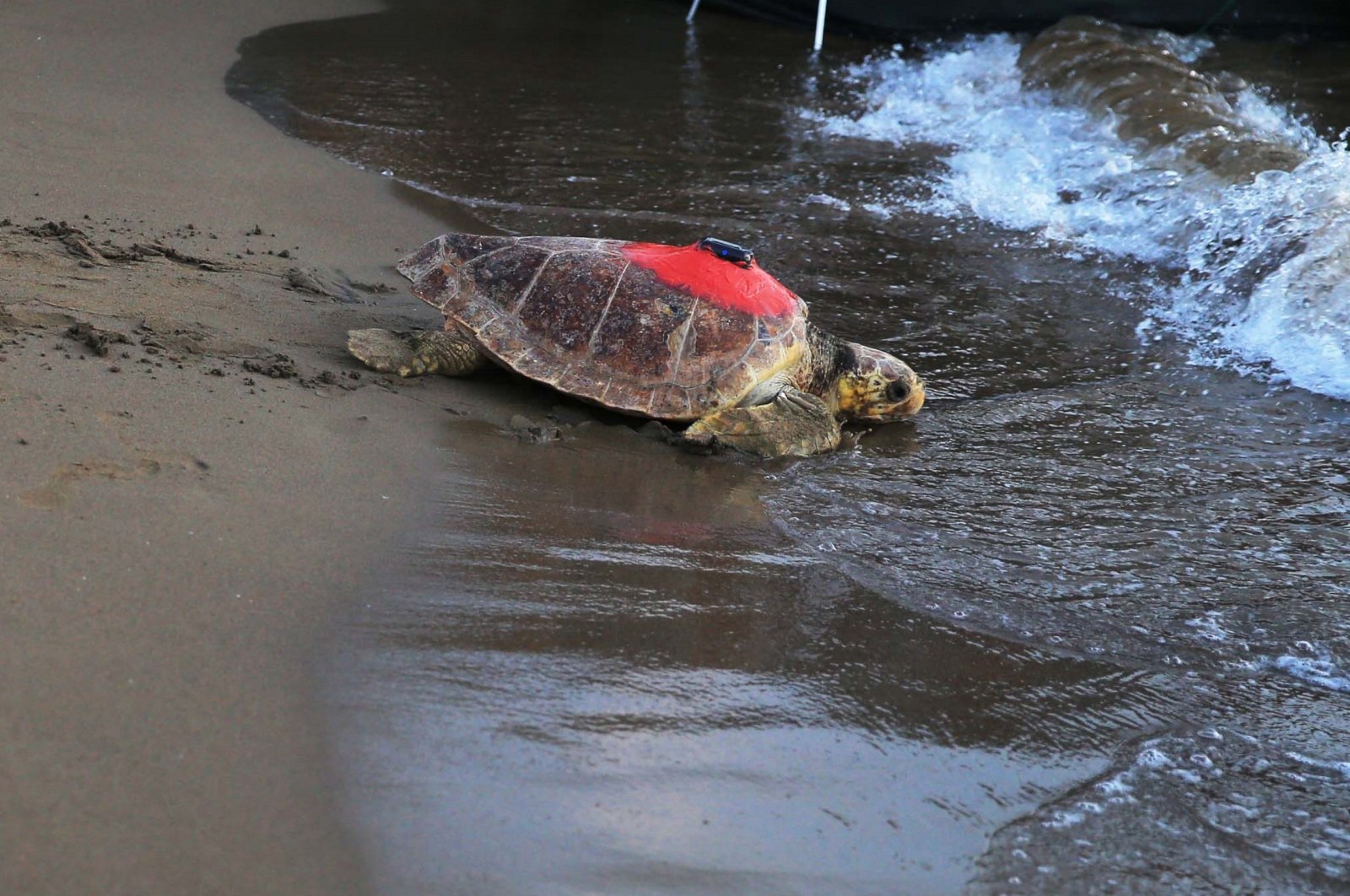 Coastal News Today | Turkey - More than 550K loggerhead, green sea ...