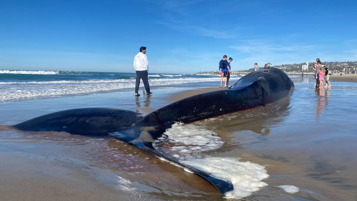 Coastal News Today | CA - 52-ft. whale washes ashore on Pacific Beach in San Diego; NOAA ...