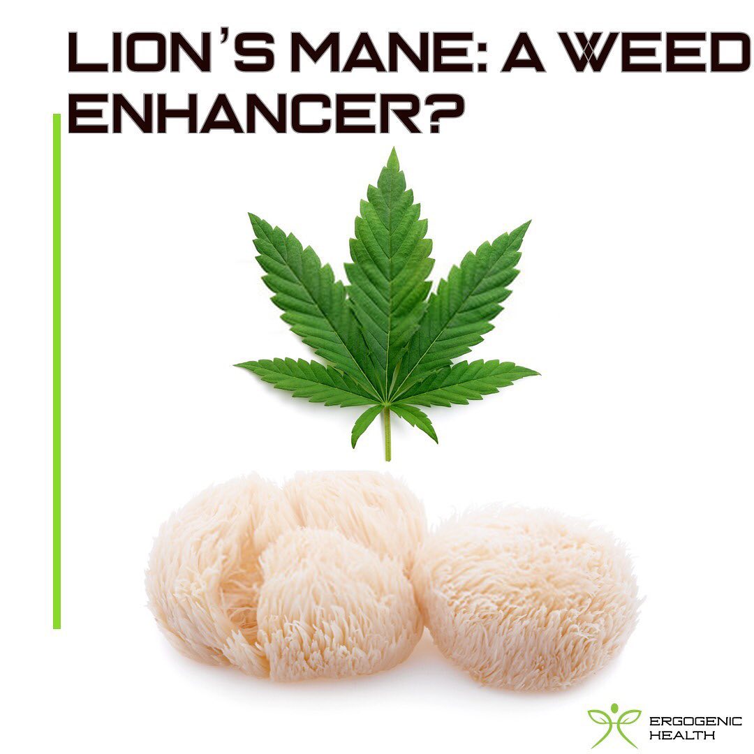 Lion's Mane: A Weed Enhancer? - Boost Your Biology
