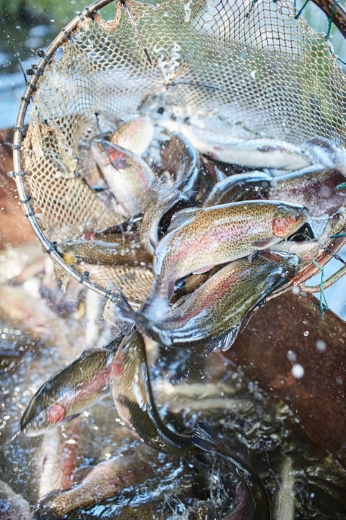 Sustainable Freshwater Trout and Salmon Farm | Buxton Trout and Salmon Farm