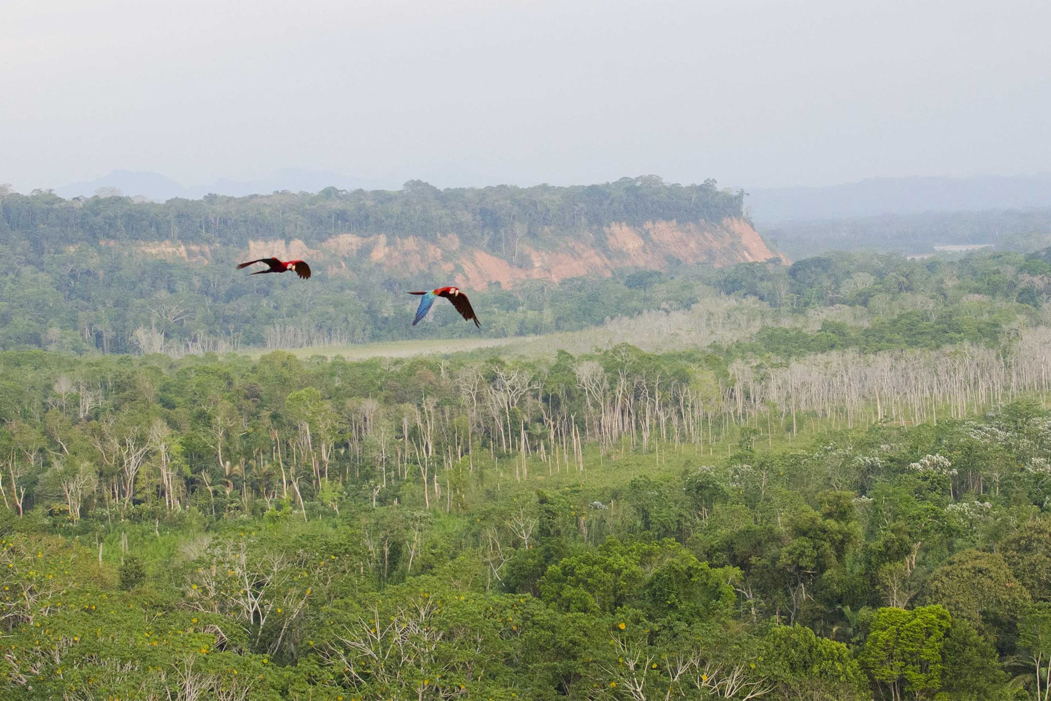 Madidi Jungle & Pampas Trip - 4 Days – Bolivia – FlashpackerConnect ...