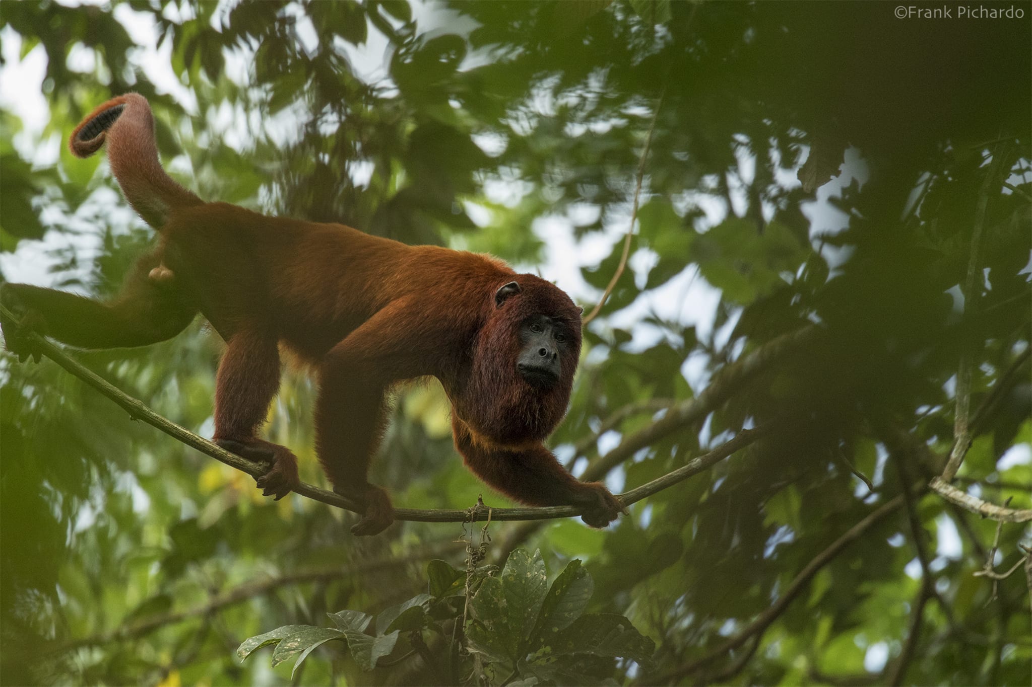 Manu Jungle Tour - 5 Days – Peru – FlashpackerConnect Adventure Travel