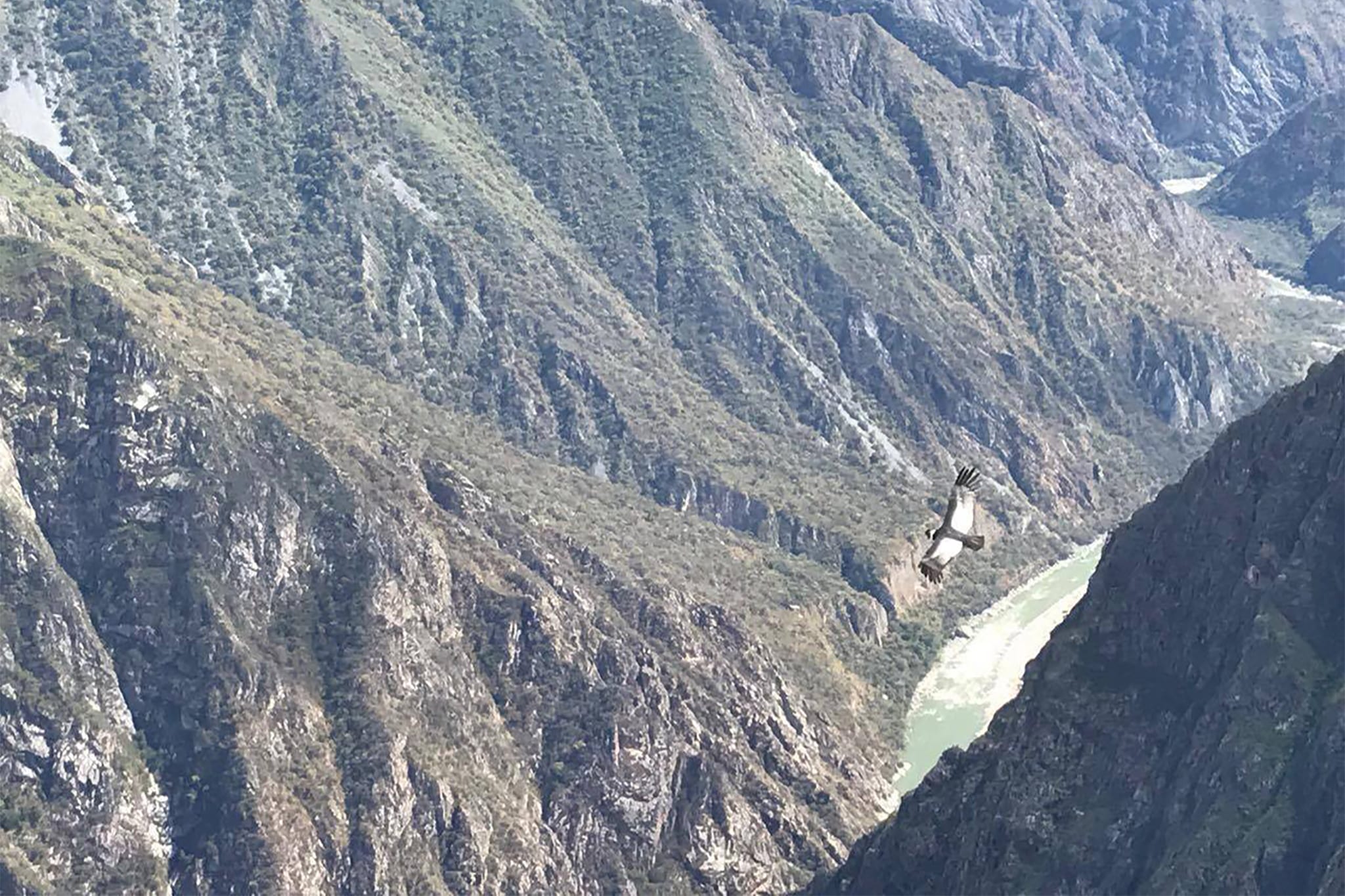 Condor Viewing Tour - 1 Day – Peru – FlashpackerConnect Adventure Travel