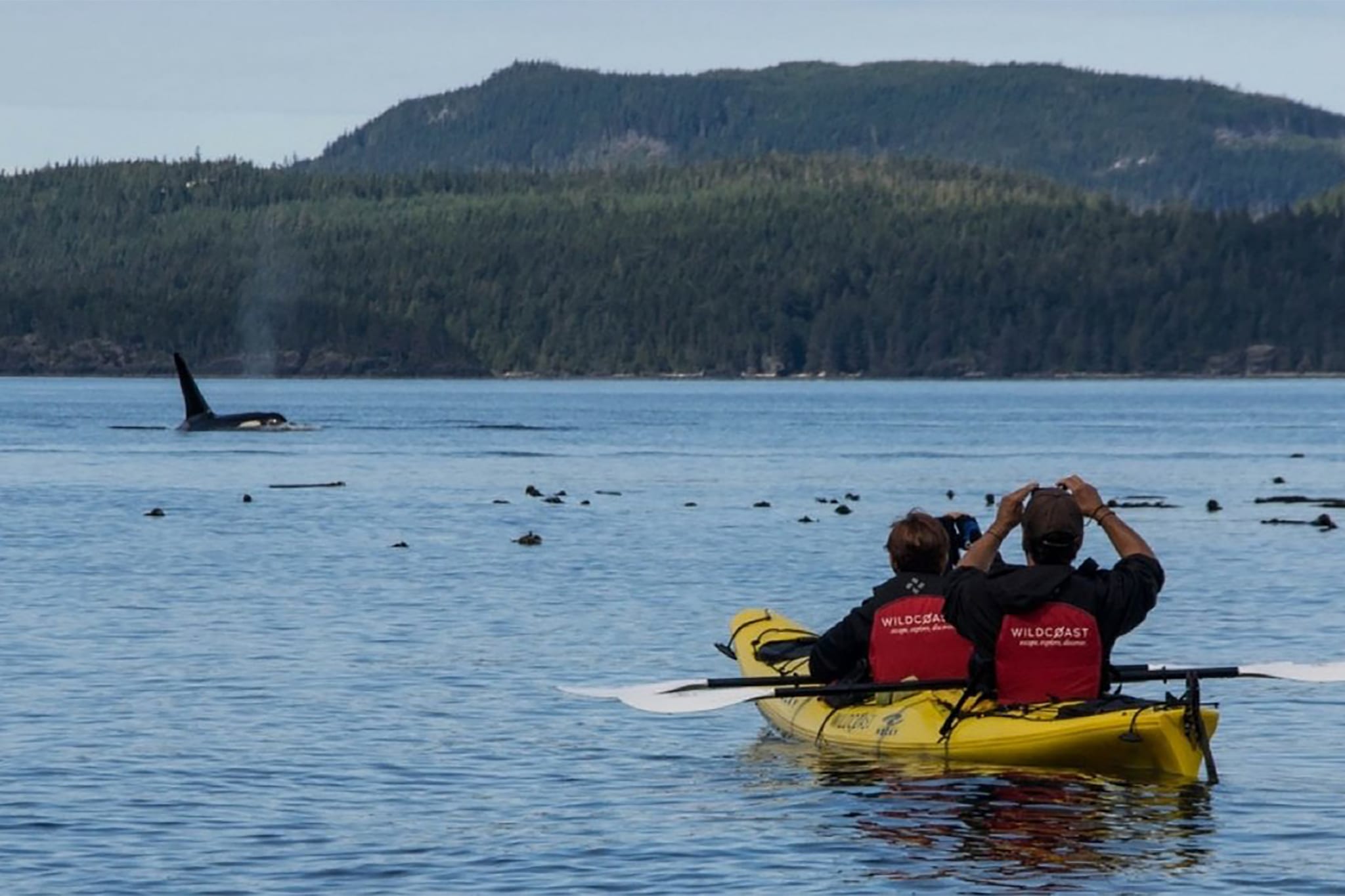 Orca Camp Kayaking Trip - 4 Days – Canada – FlashpackerConnect ...