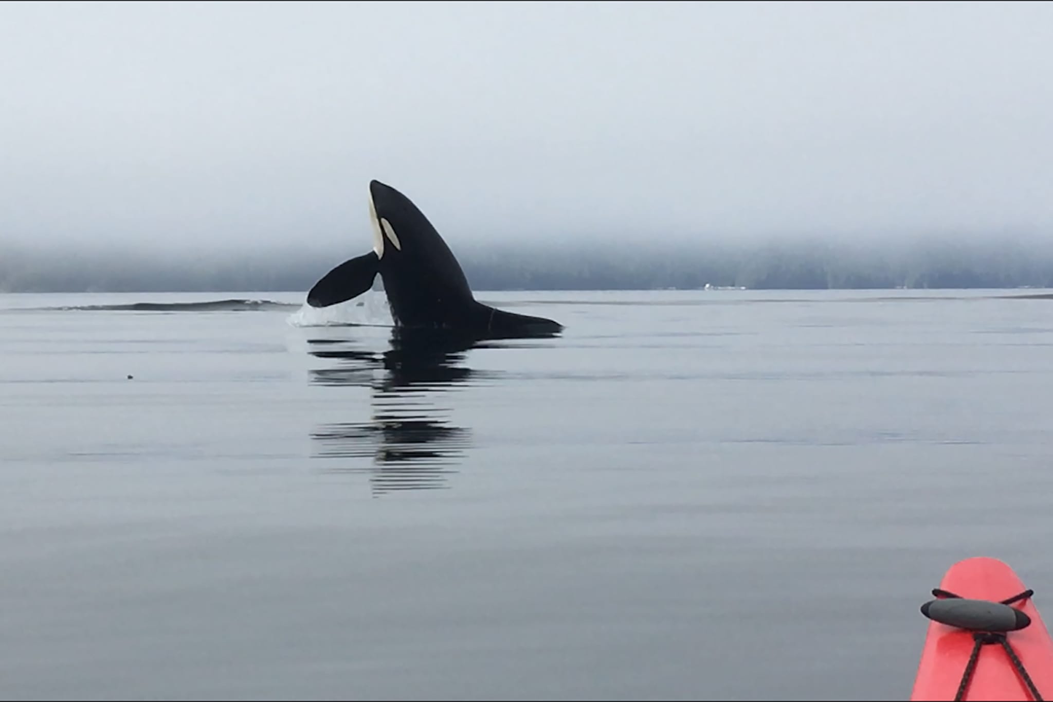 Orca Camp Kayaking Trip - 4 Days – Canada – FlashpackerConnect ...