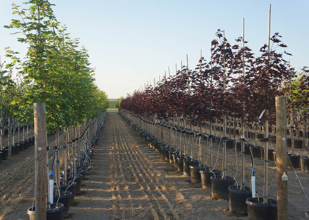 Order Trees | Garden Gate Nursery | Wholesale Trees