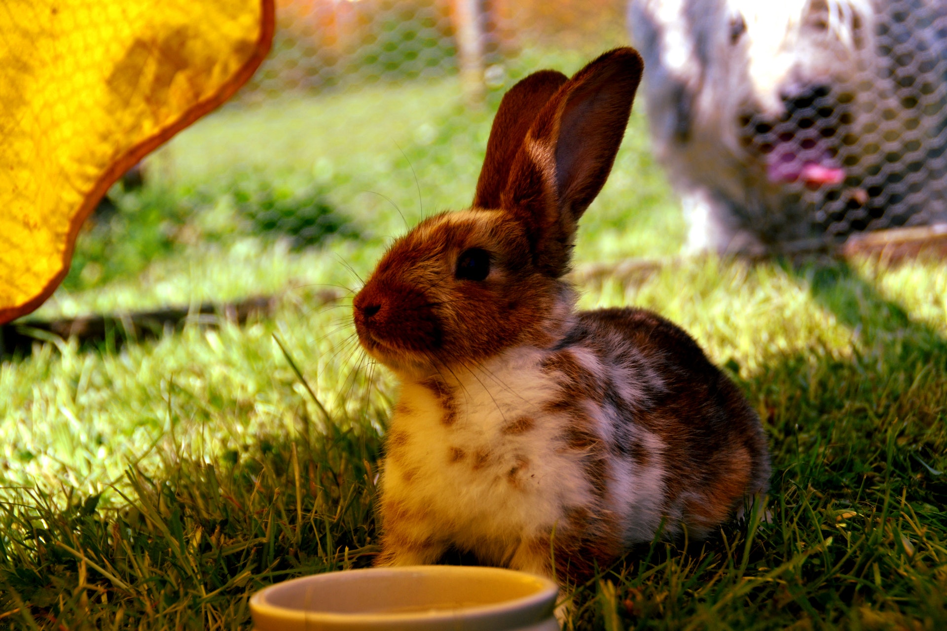 8 Enrichment Activities To Do With Your Rabbit - Fauna Care