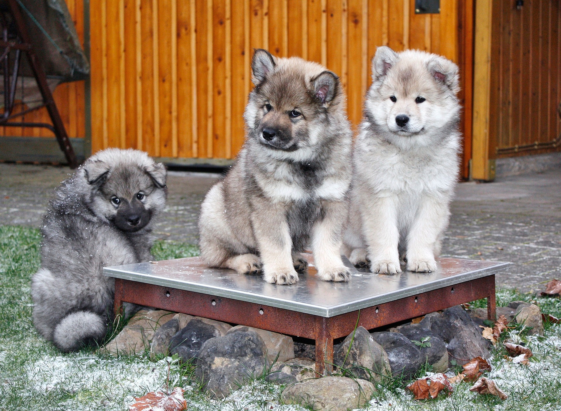 Why You Should Use Silver Spray Instead Of Silver Sulfadiazine - Fauna Care