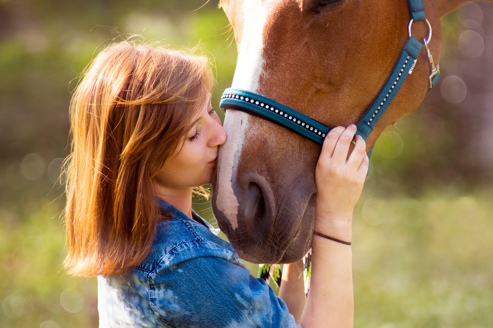 3 Common Horse Injuries And How To Treat Them - Fauna Care