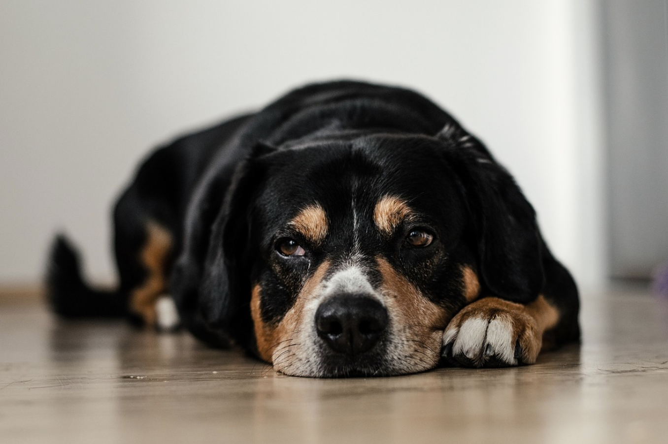 Symptoms of An Infected Dog Wound Every Owner Should Know - Fauna Care