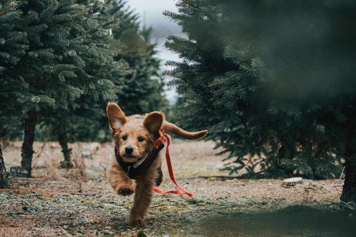 What is Necrotic Tissue and How Do You Know if Your Dog Has it? - Fauna ...