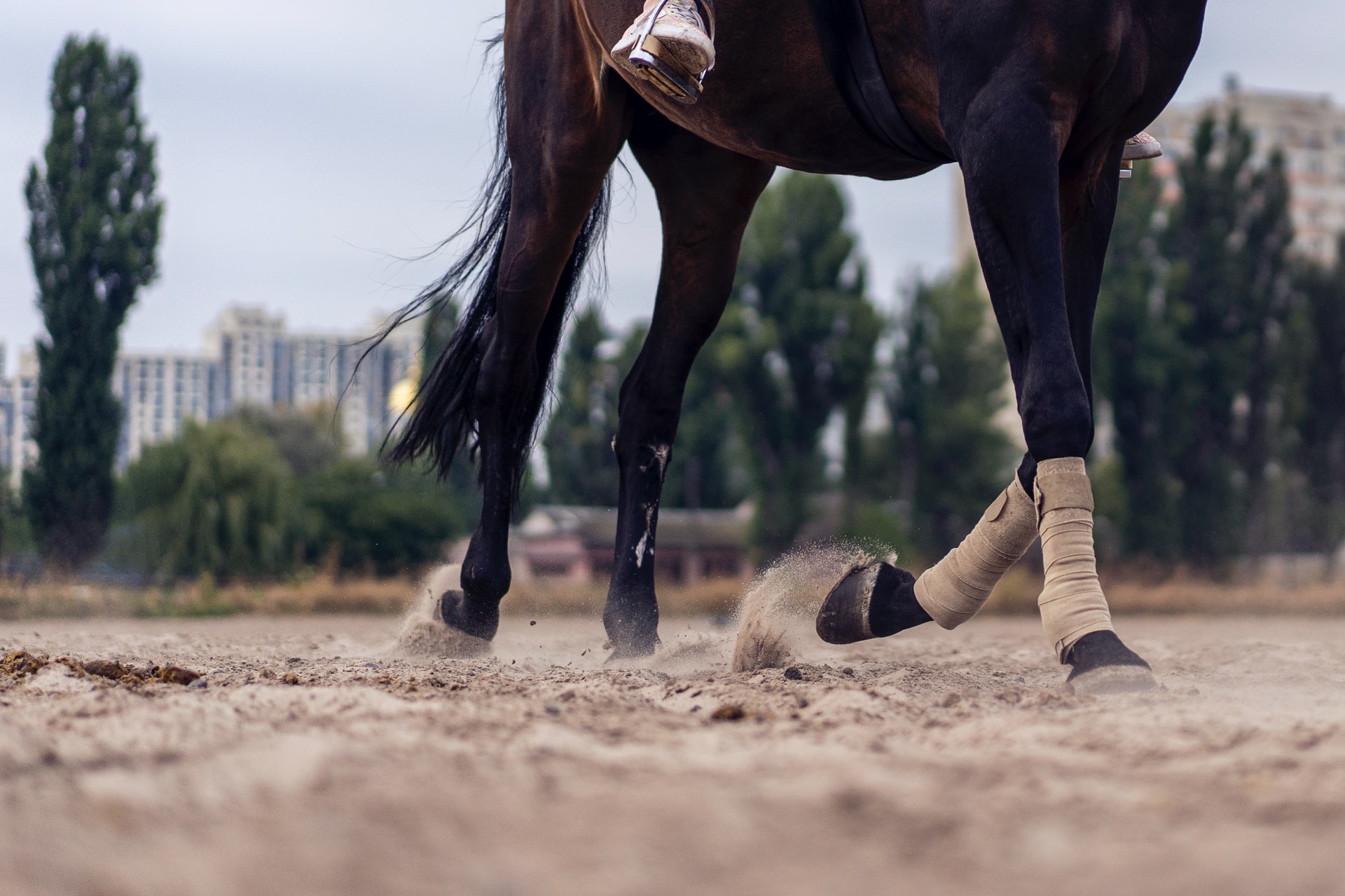 Sand Cracks In Horses: All You Need To Know For Diagnosis And Treatment ...