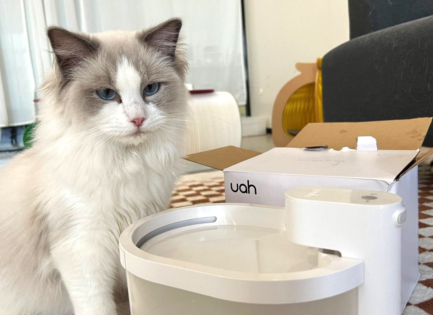 5 Kitten Supplies to Add to Your Checklist - Fauna Care