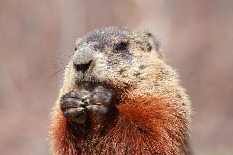 5 Fun Facts About Groundhogs - Fauna Care