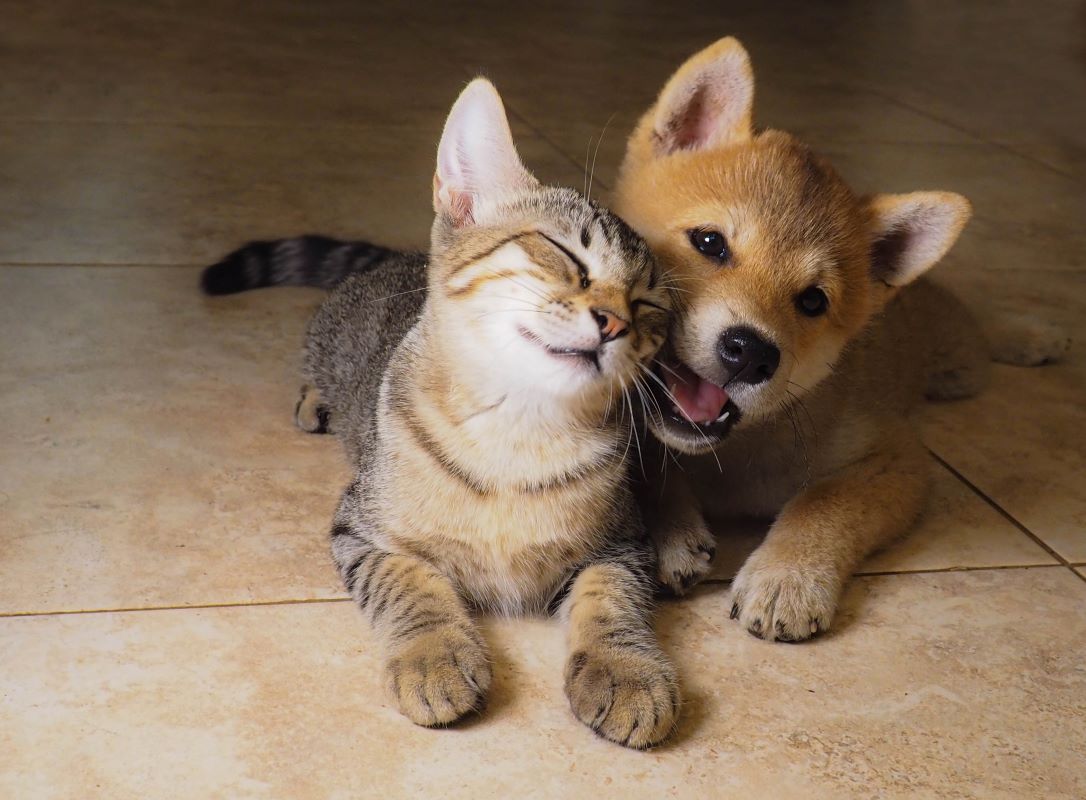 How to Introduce a New Puppy to a Cat - Fauna Care