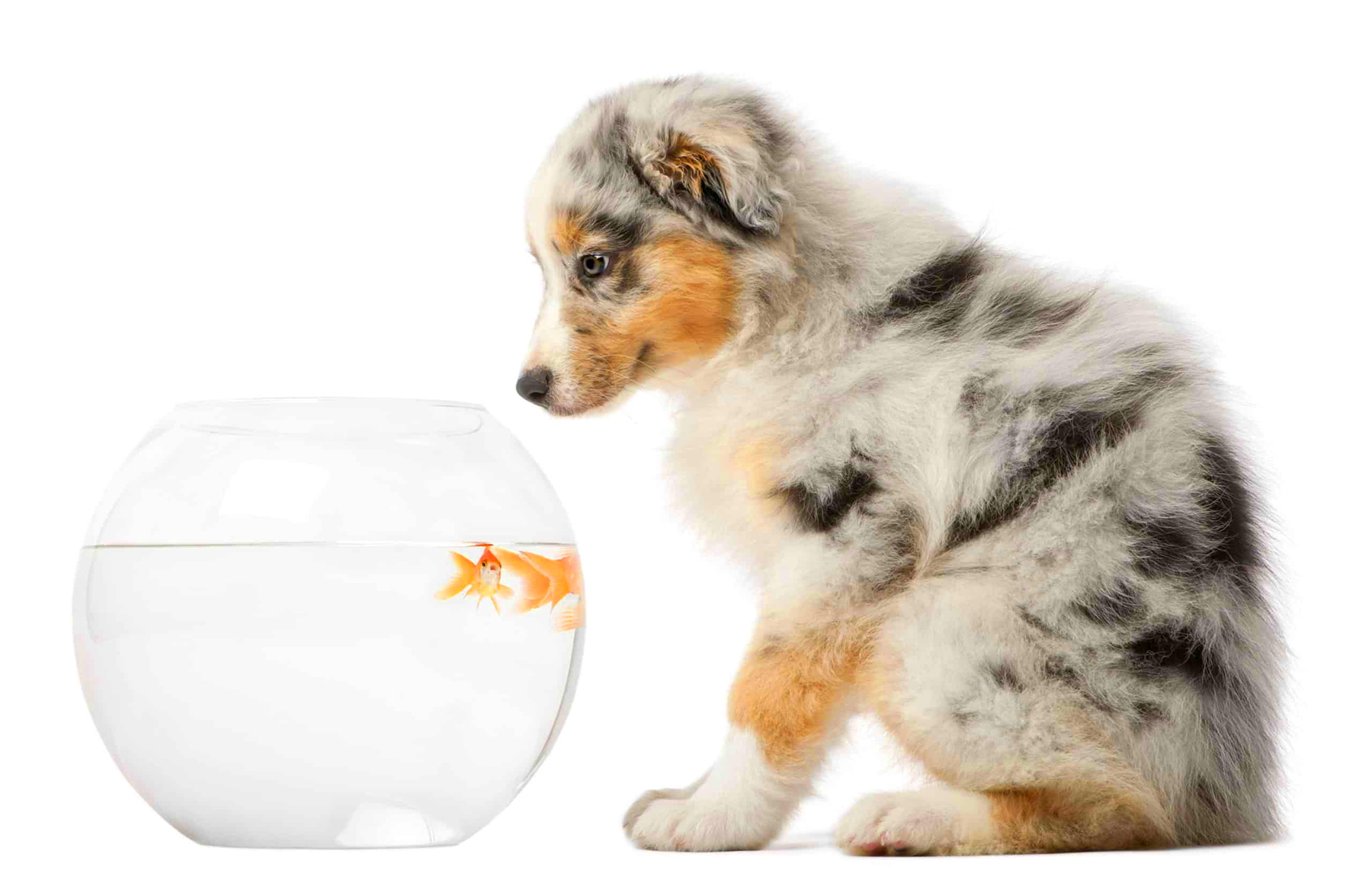 5 Things to Know Before Bringing Pet Fish into A Home with Dogs - Fauna ...