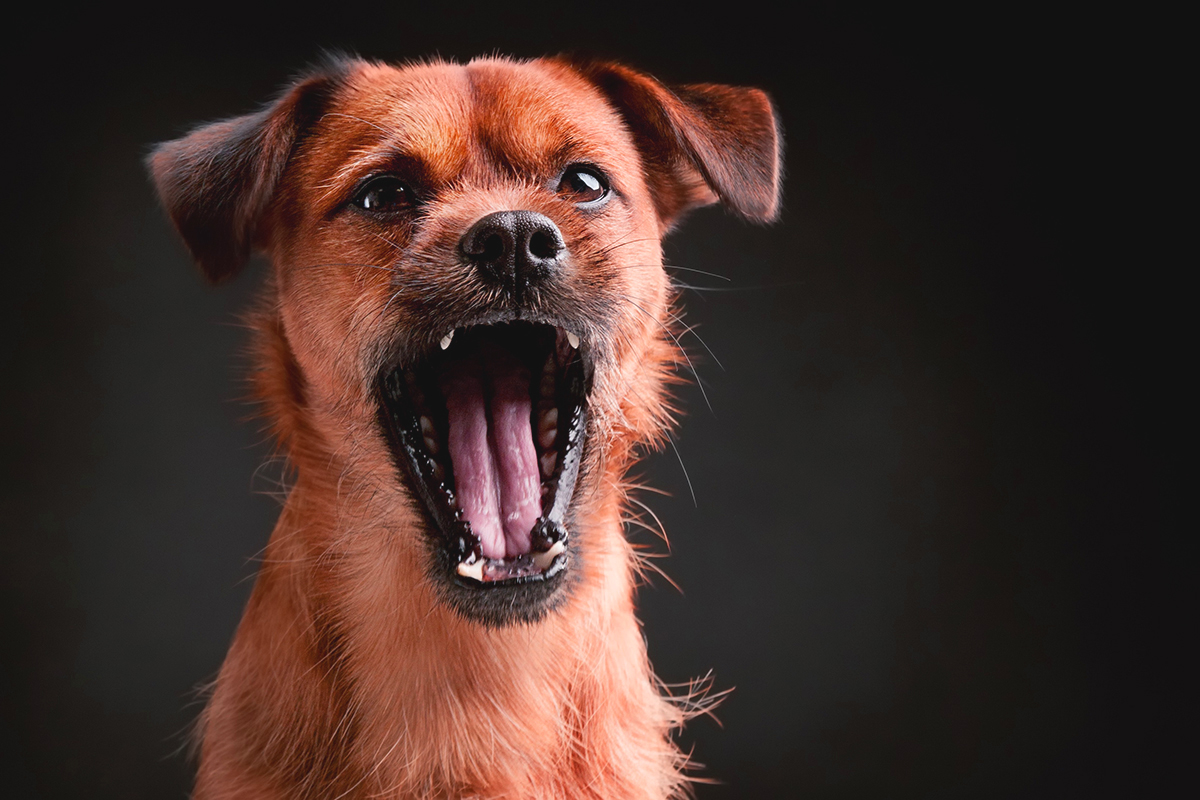 How to Stop a Dog from Barking at Night - Fauna Care