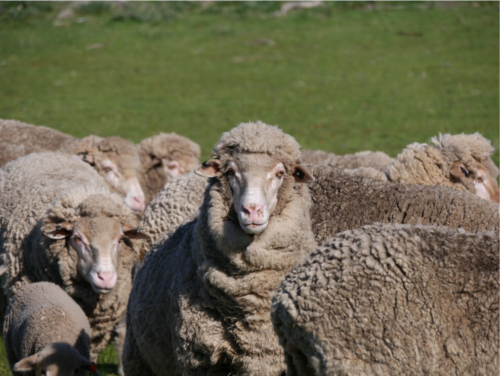 Mobble News - starting the year with a bang! | Livestock Farm ...