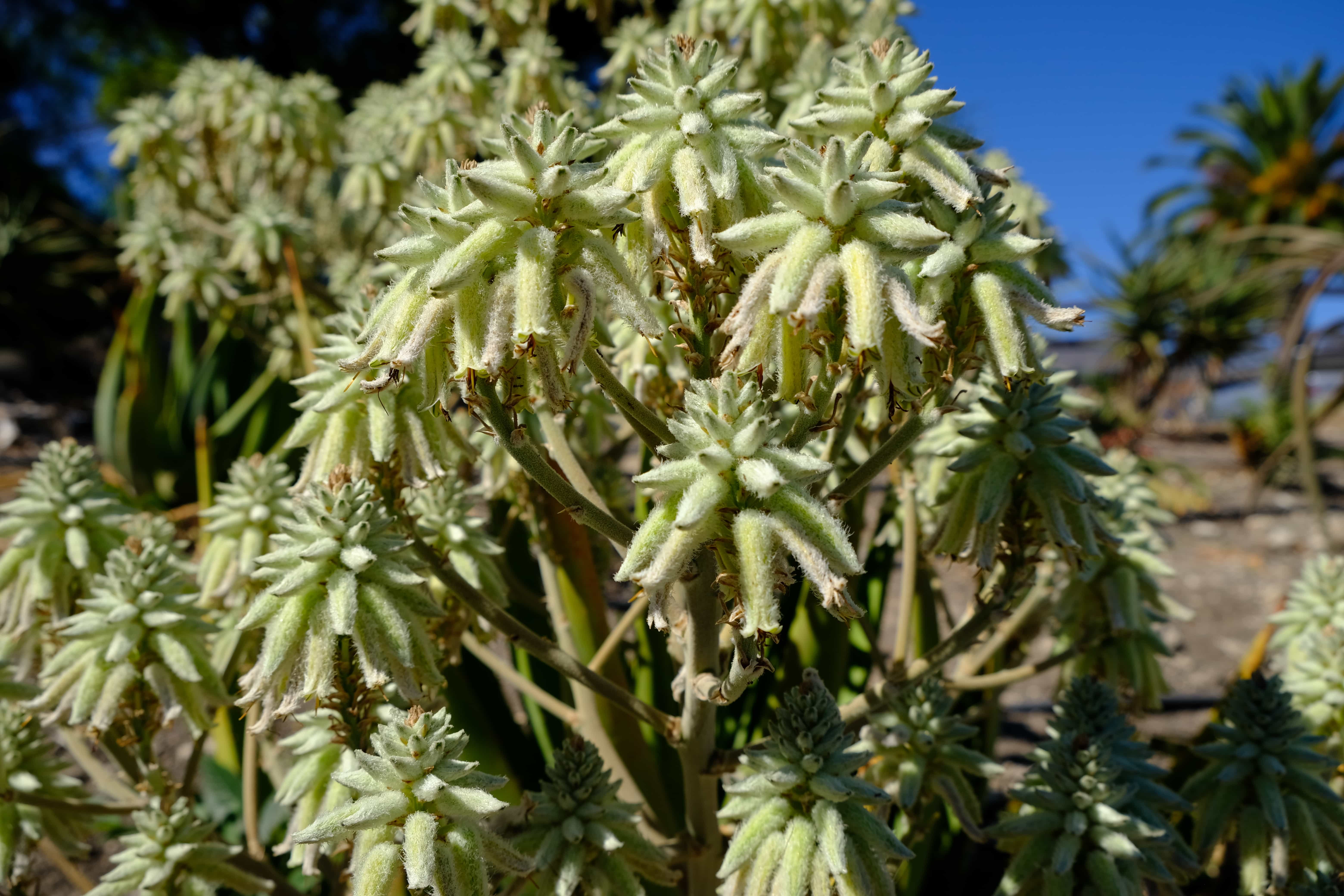Aloes: Aloe tomentosa