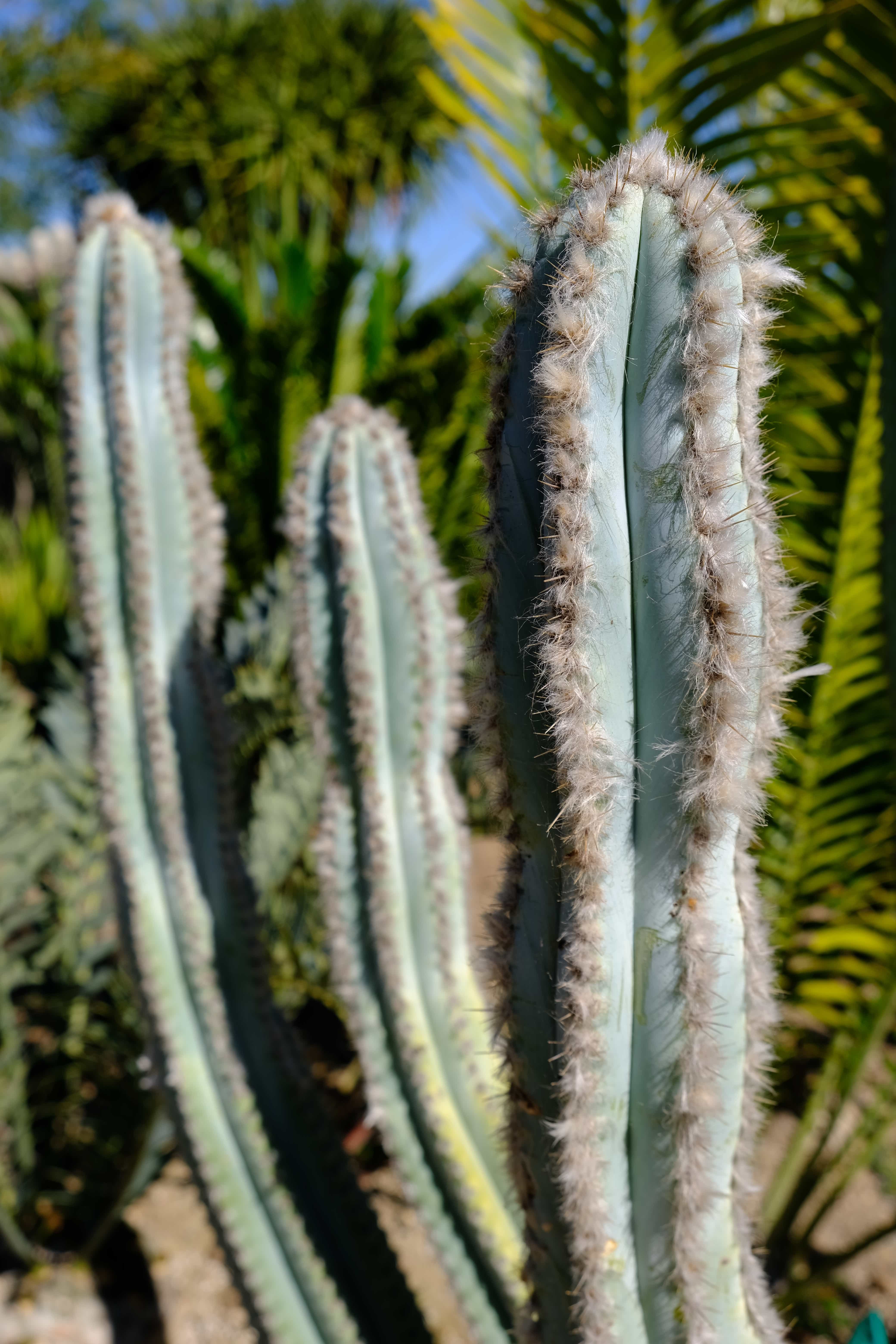 Cactus and Succulents: Pilosocereus pachycladus