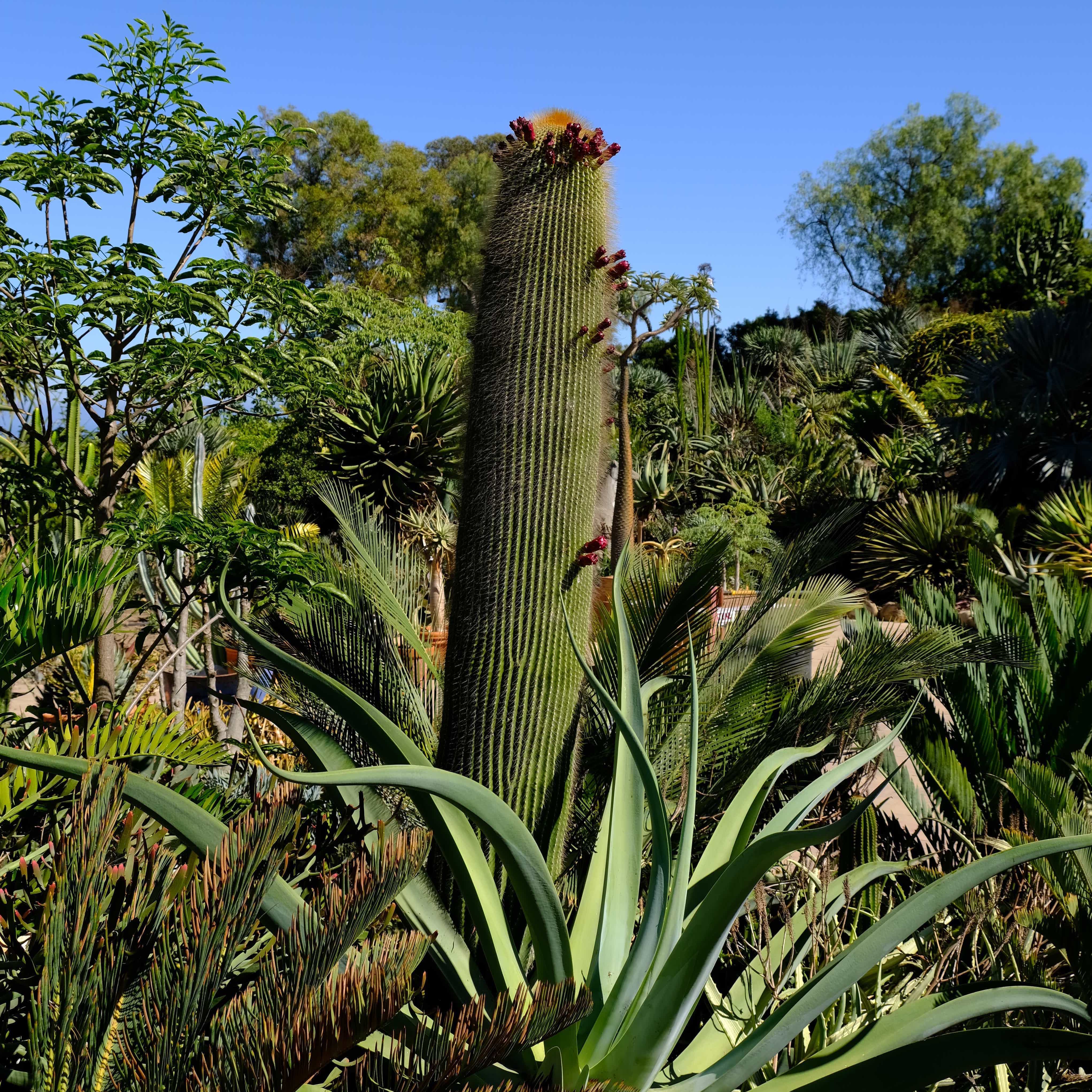 Cactus and Succulents: Neobuxbaumia polylopha