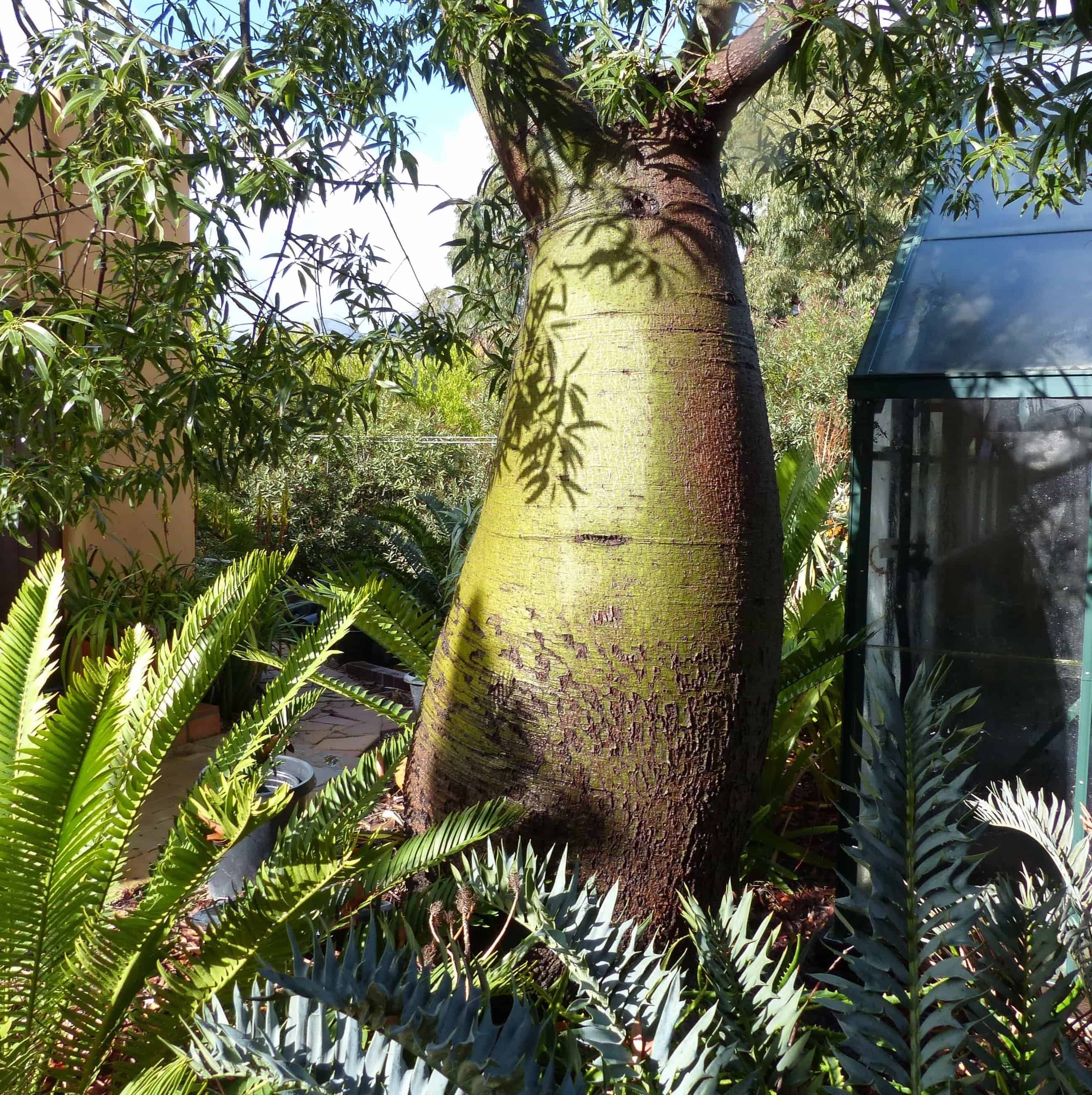 Succulent Trees: Pseudobombax ellipticum