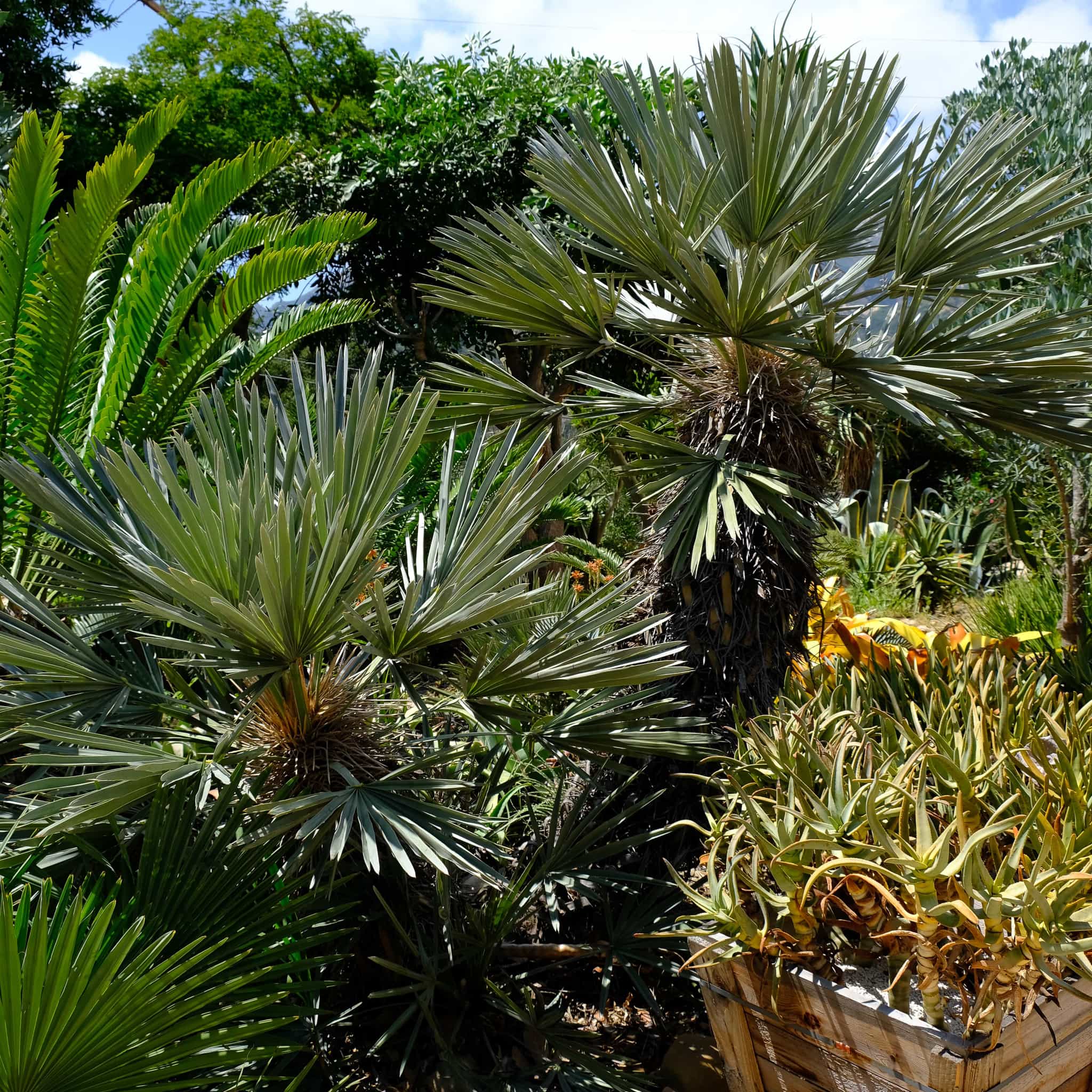 Succulent Trees Specimen Gallery
