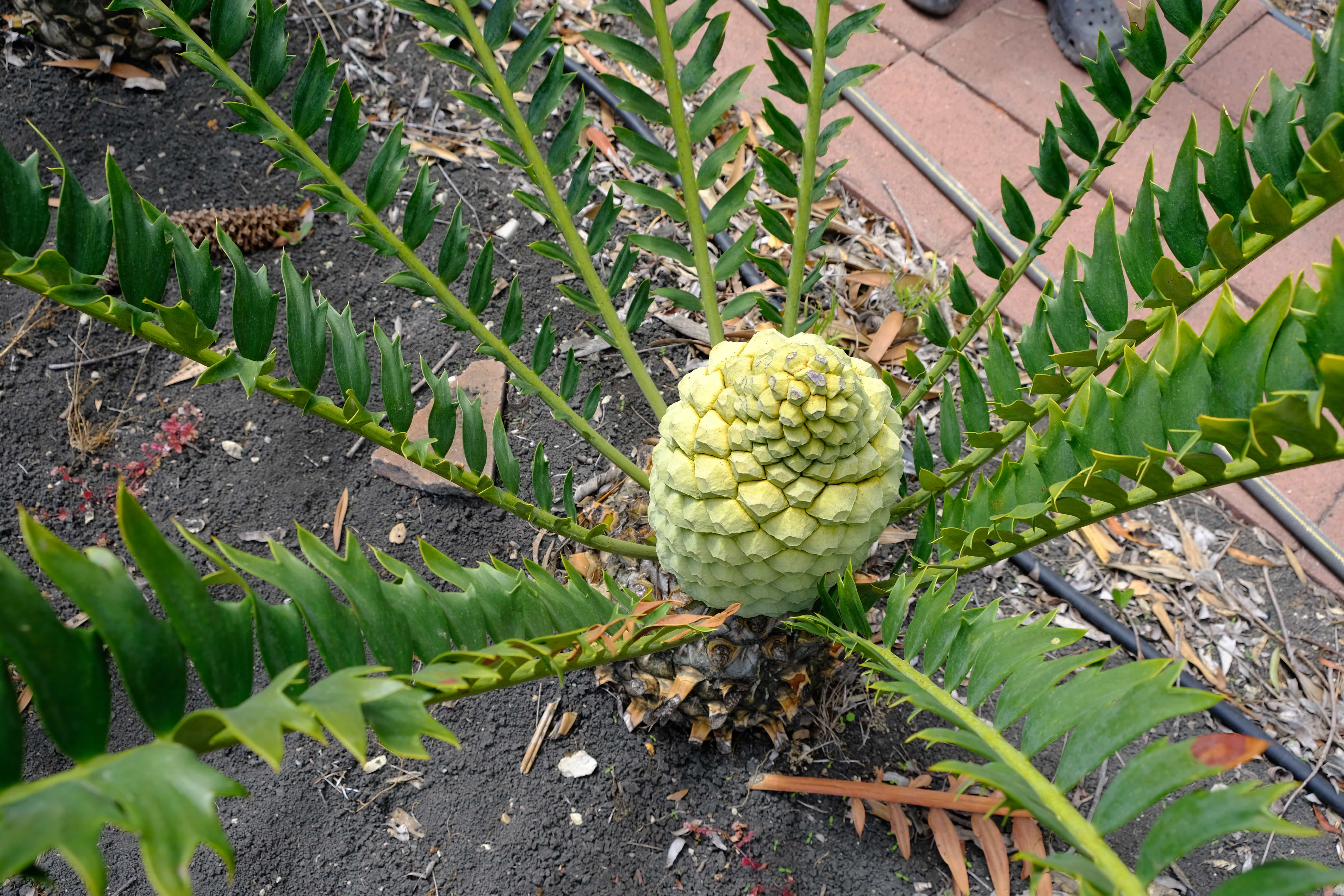 Cycads: Encephalartos arenarius