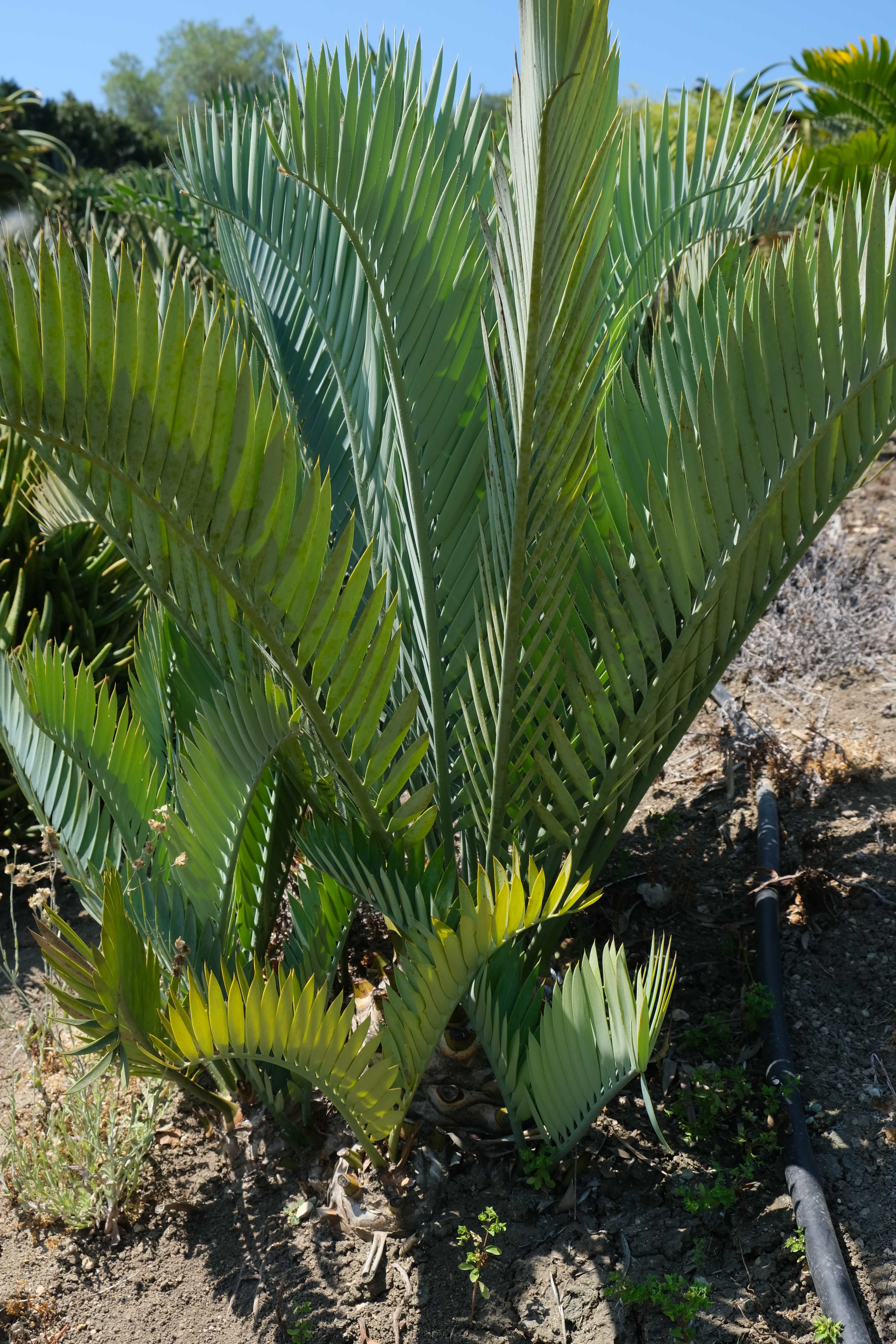 Cycads: Encephalartos lehmannii