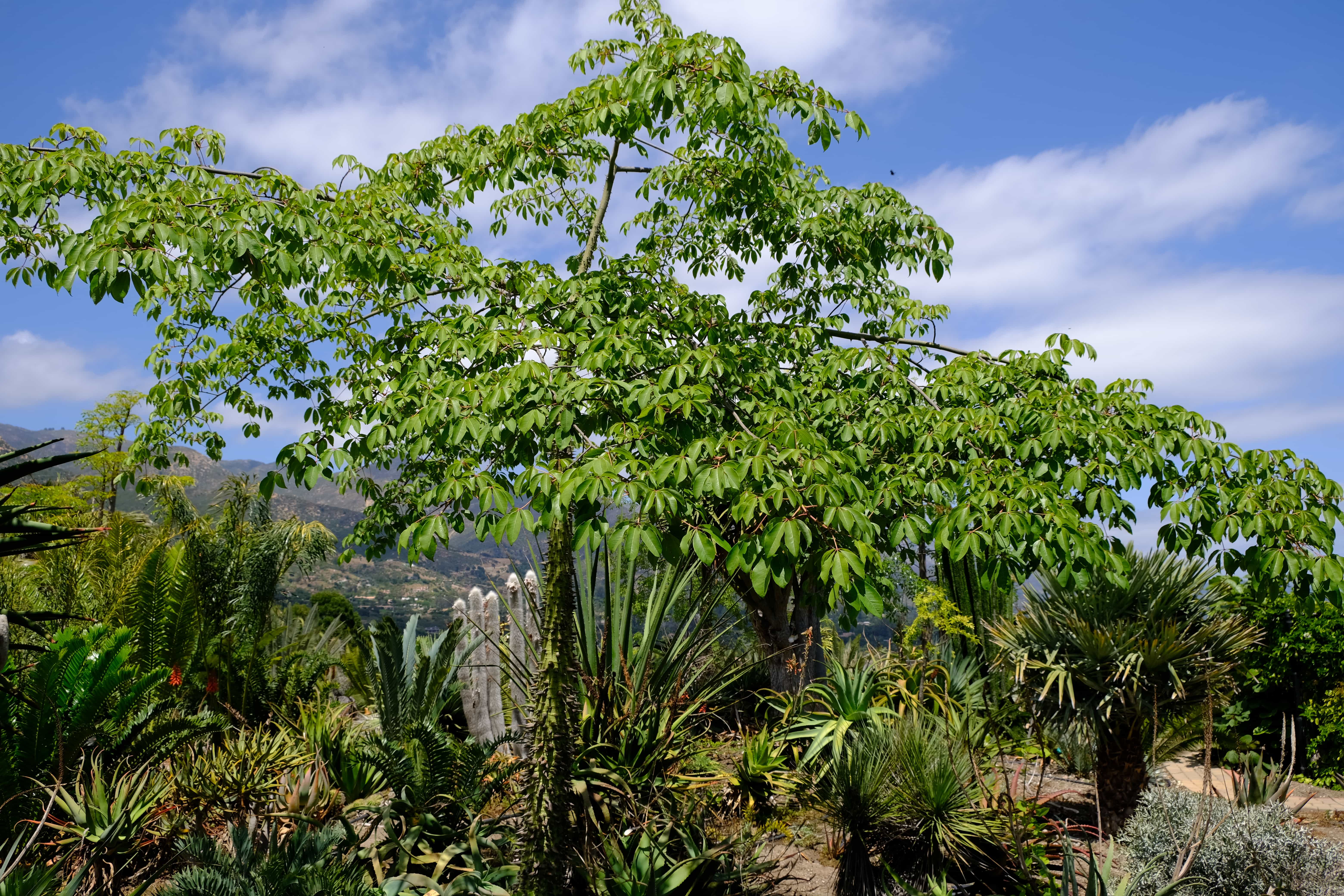 Succulent Trees: Ceiba insignis