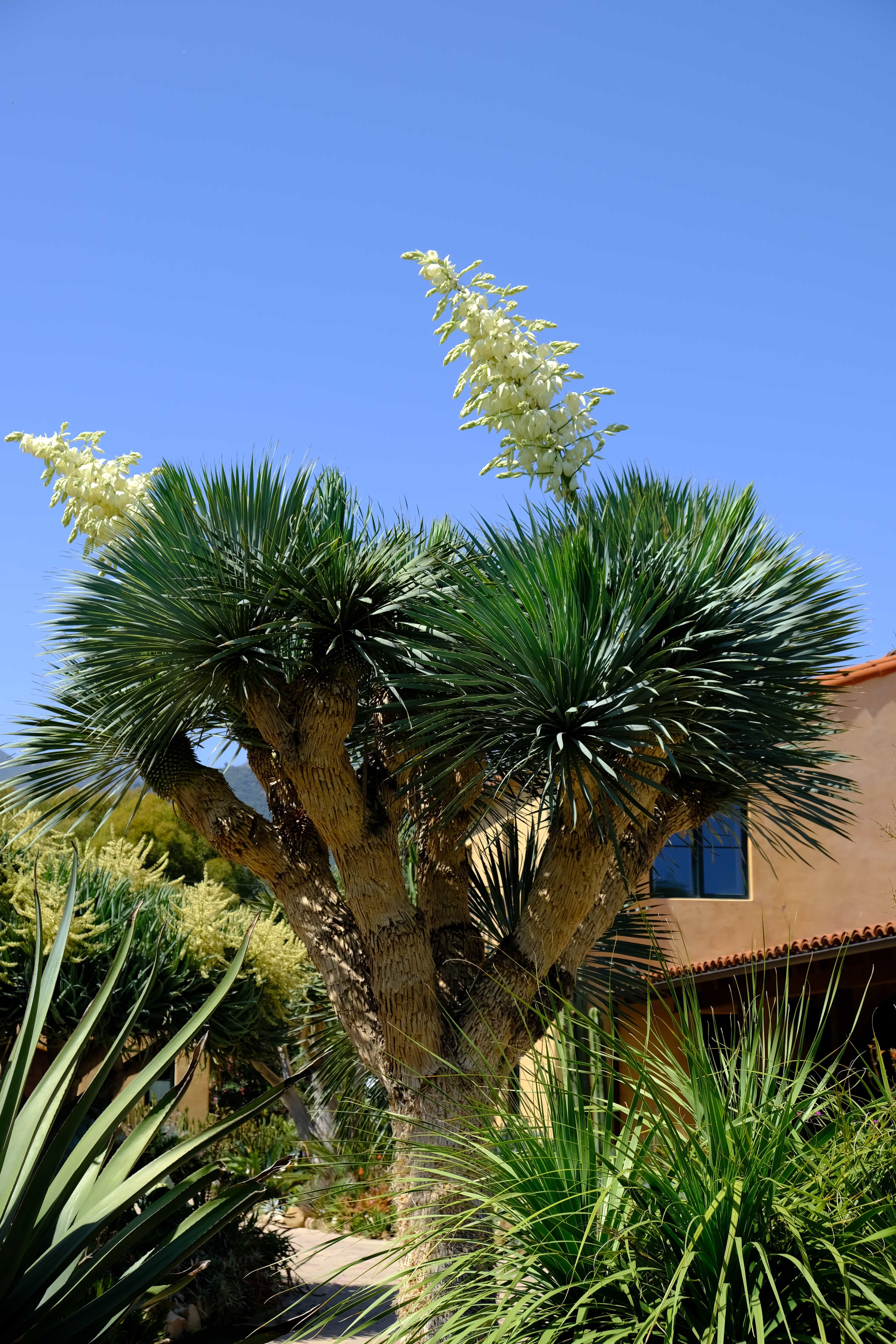 Succulent Trees: Yucca rostrata