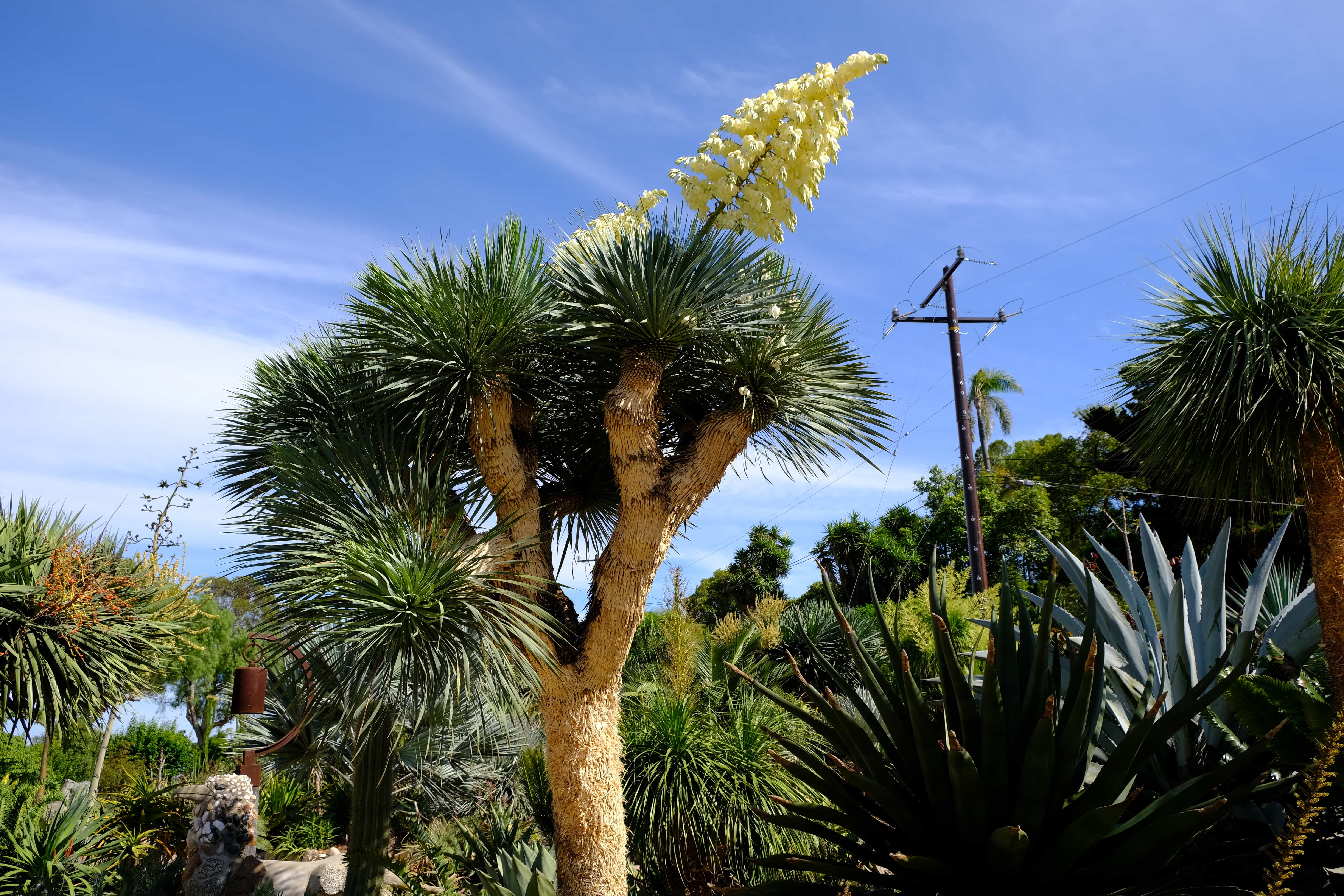 Succulent Trees: Yucca rostrata