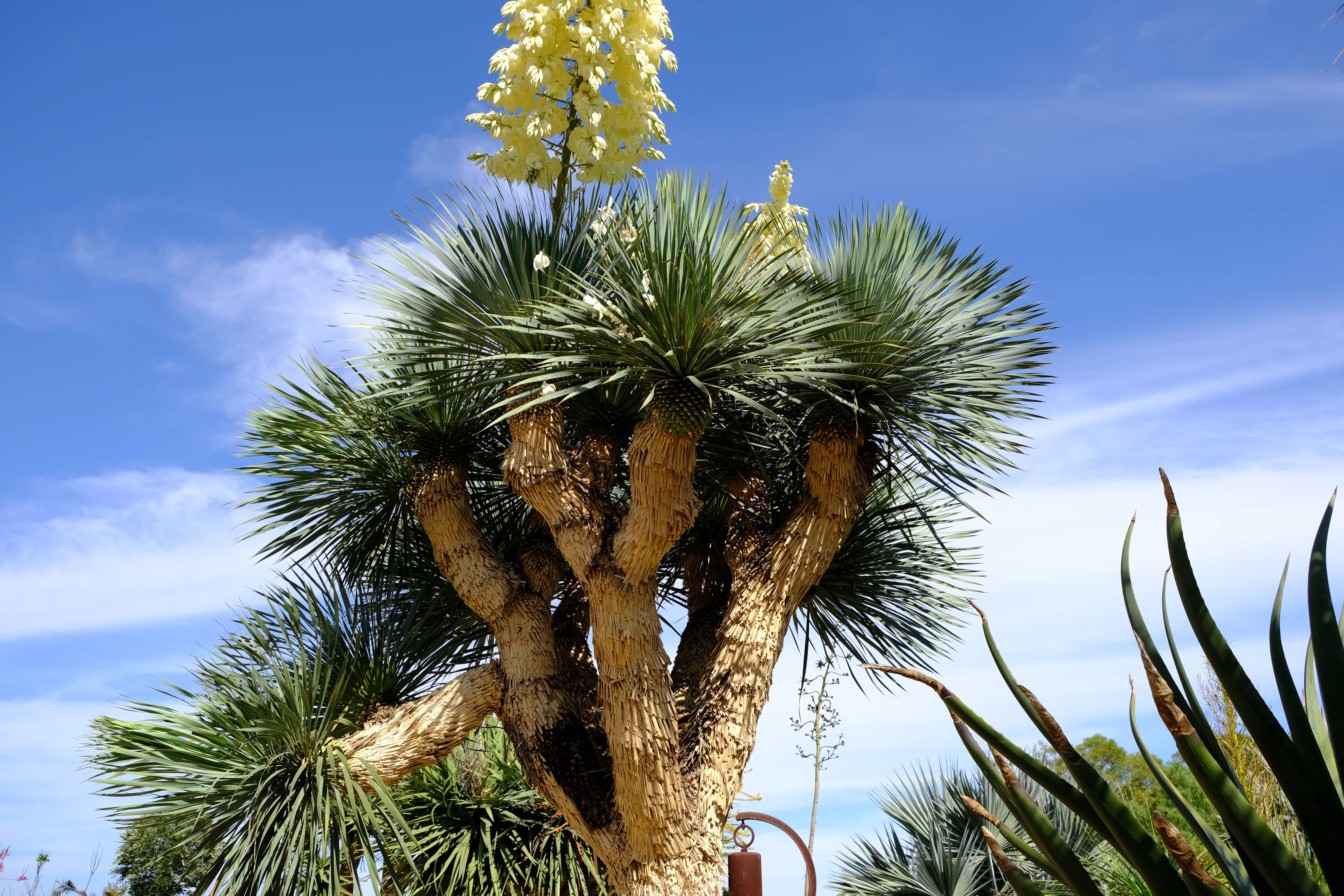 Succulent Trees: Yucca rostrata