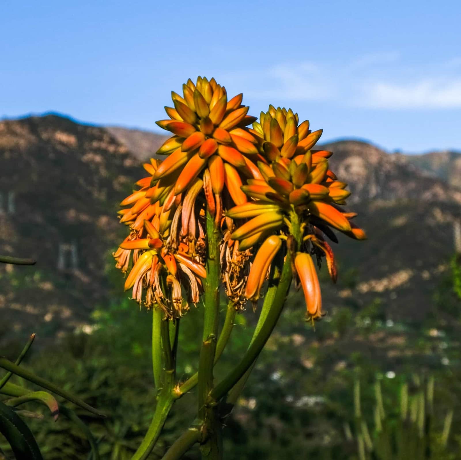 Aloes Specimen Gallery
