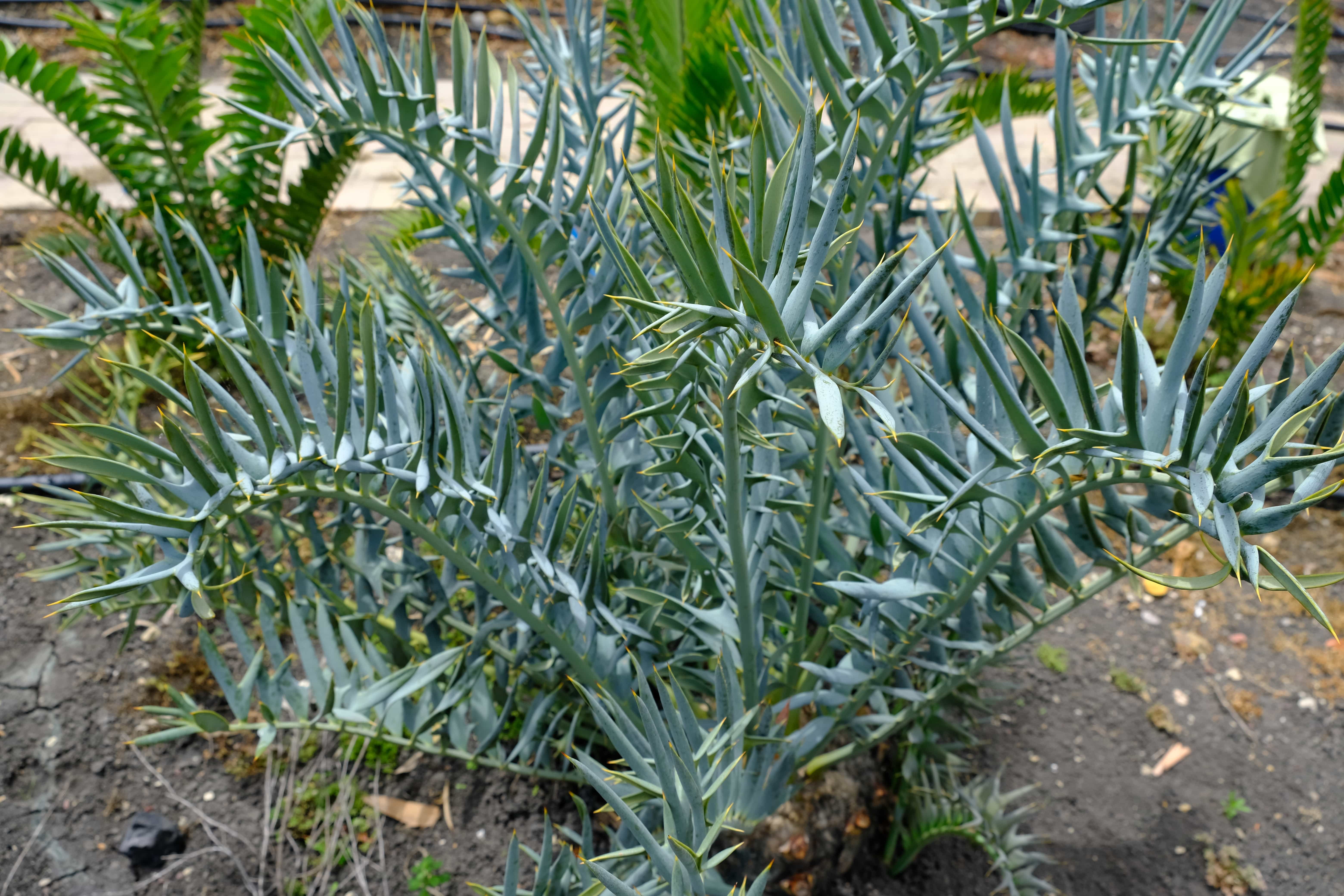 Cycads: Encephalartos horridus