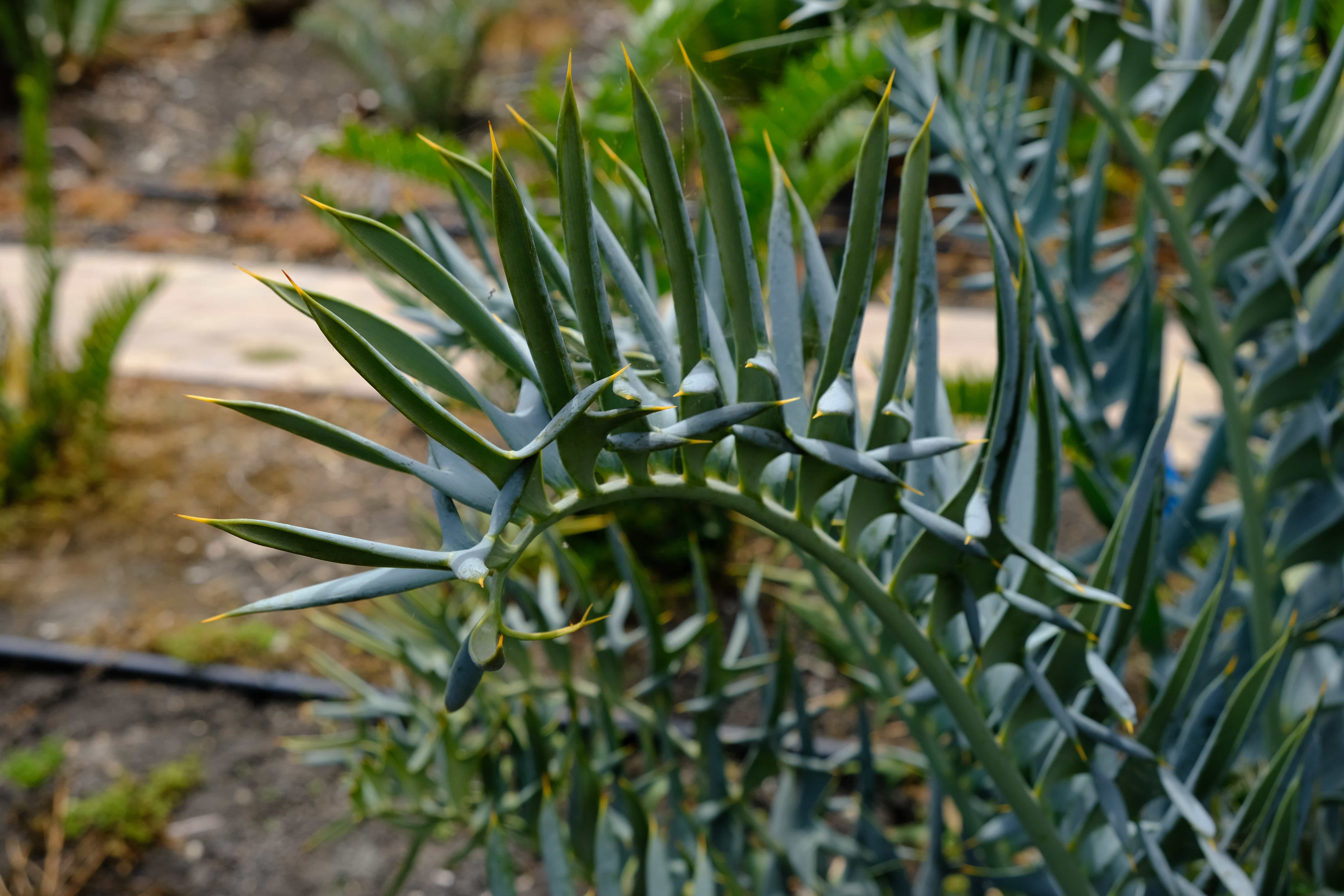 Cycads: Encephalartos horridus
