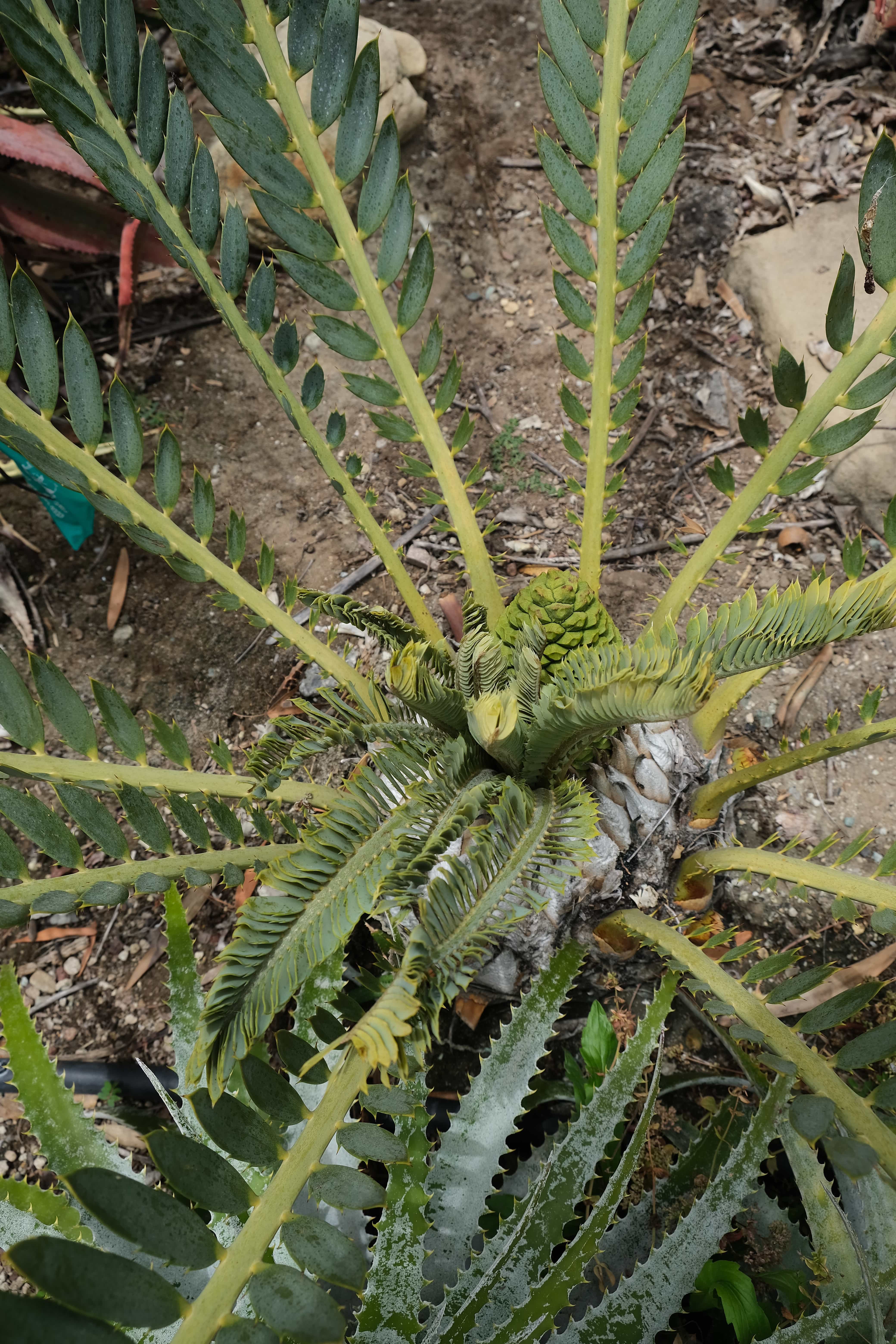 Cycads: Encephalartos nubimontanus