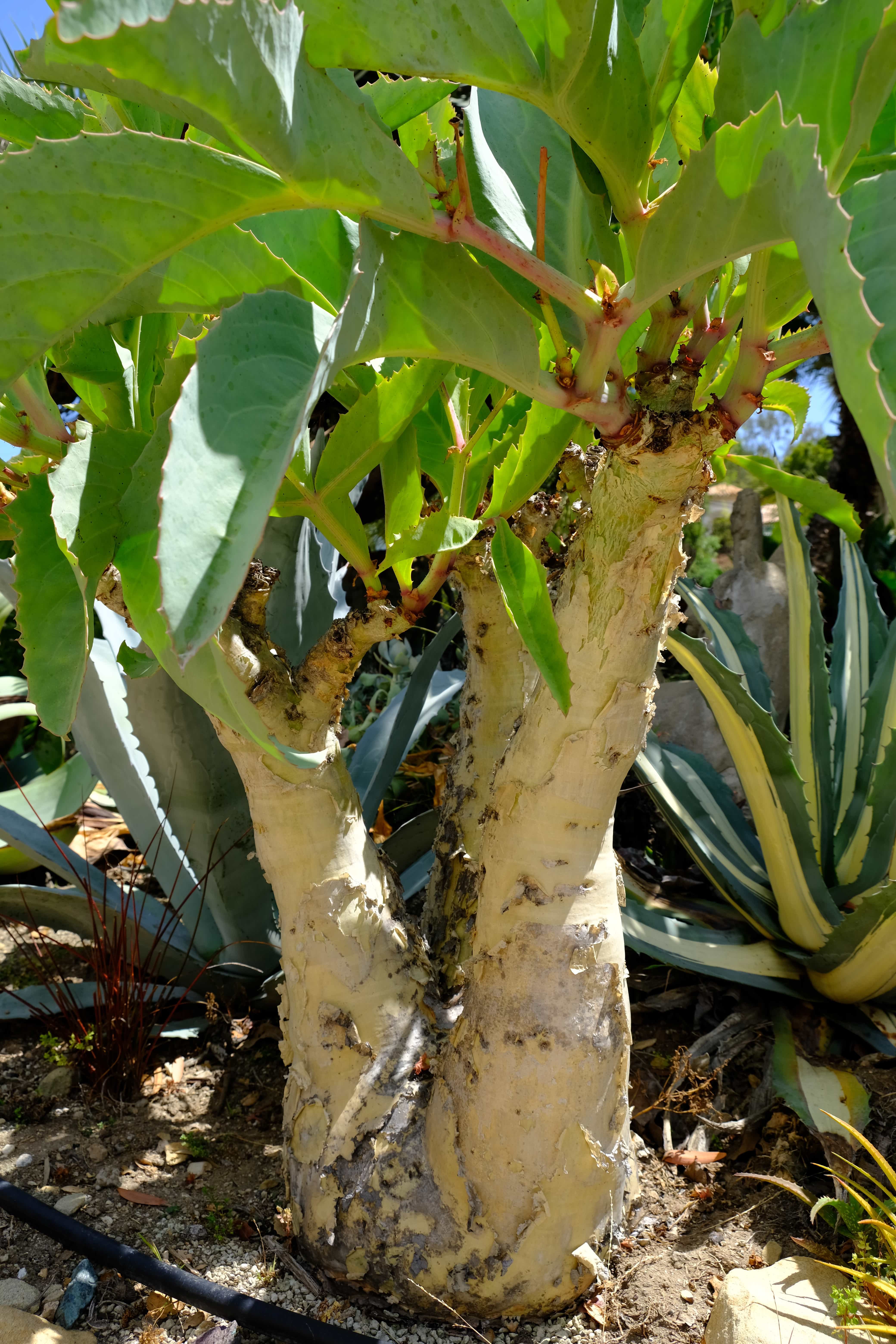 Cactus and Succulents: Cyphostemma juttae