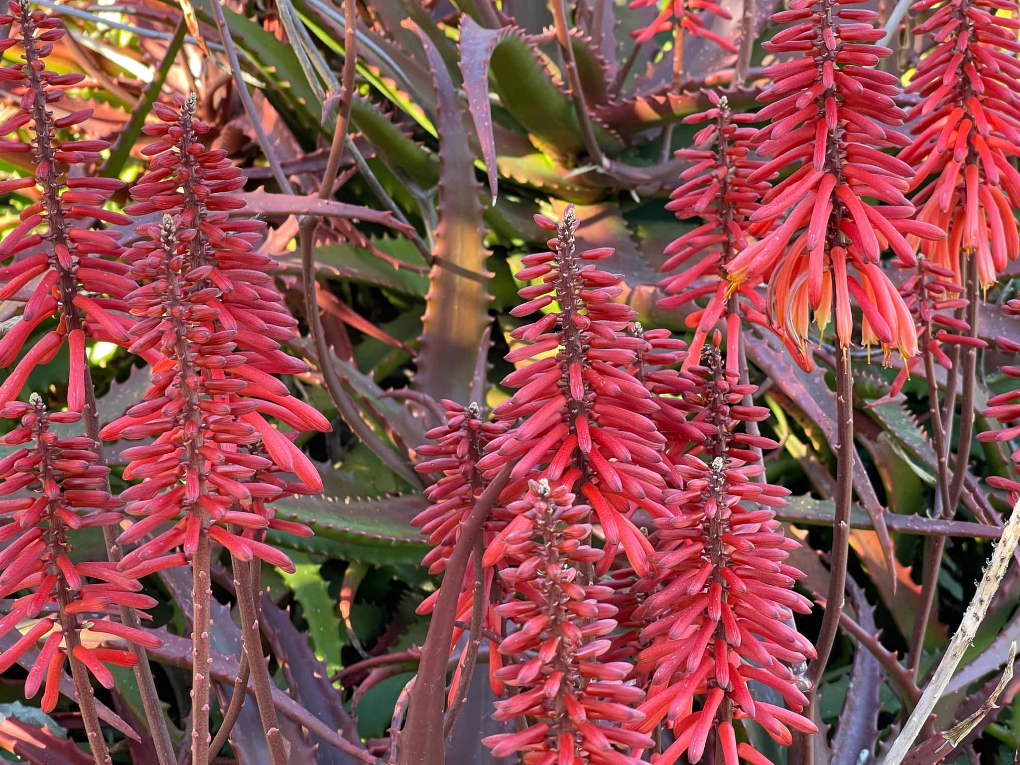 Aloes: Aloe cameronii