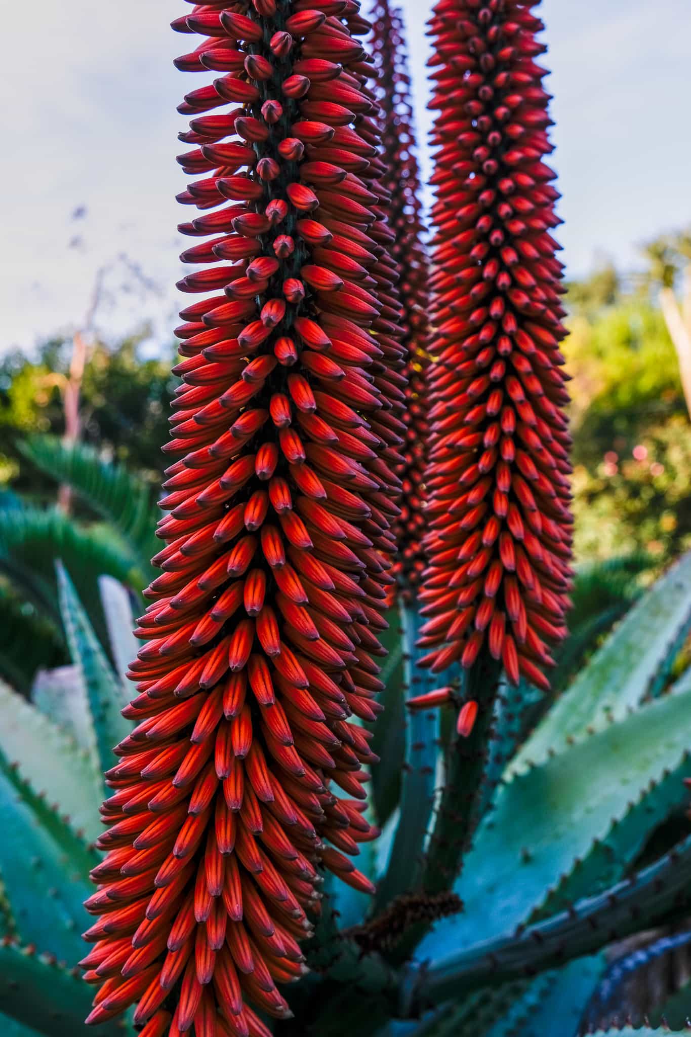 Aloes: Aloe ferox
