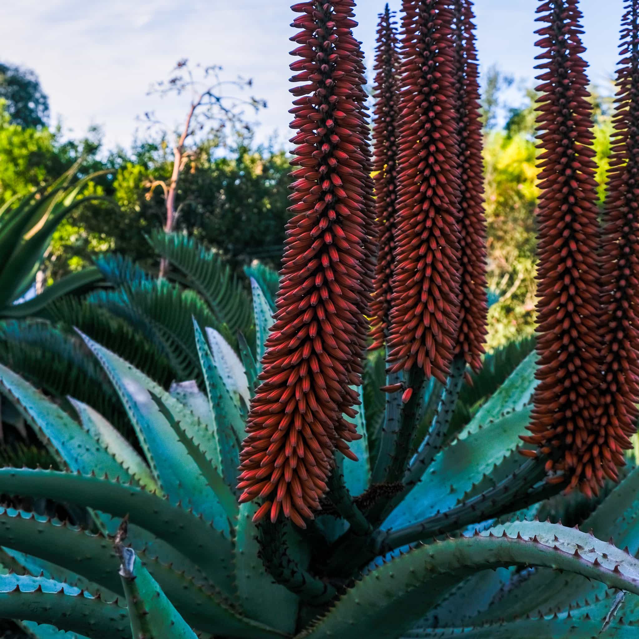 Aloes: Aloe ferox